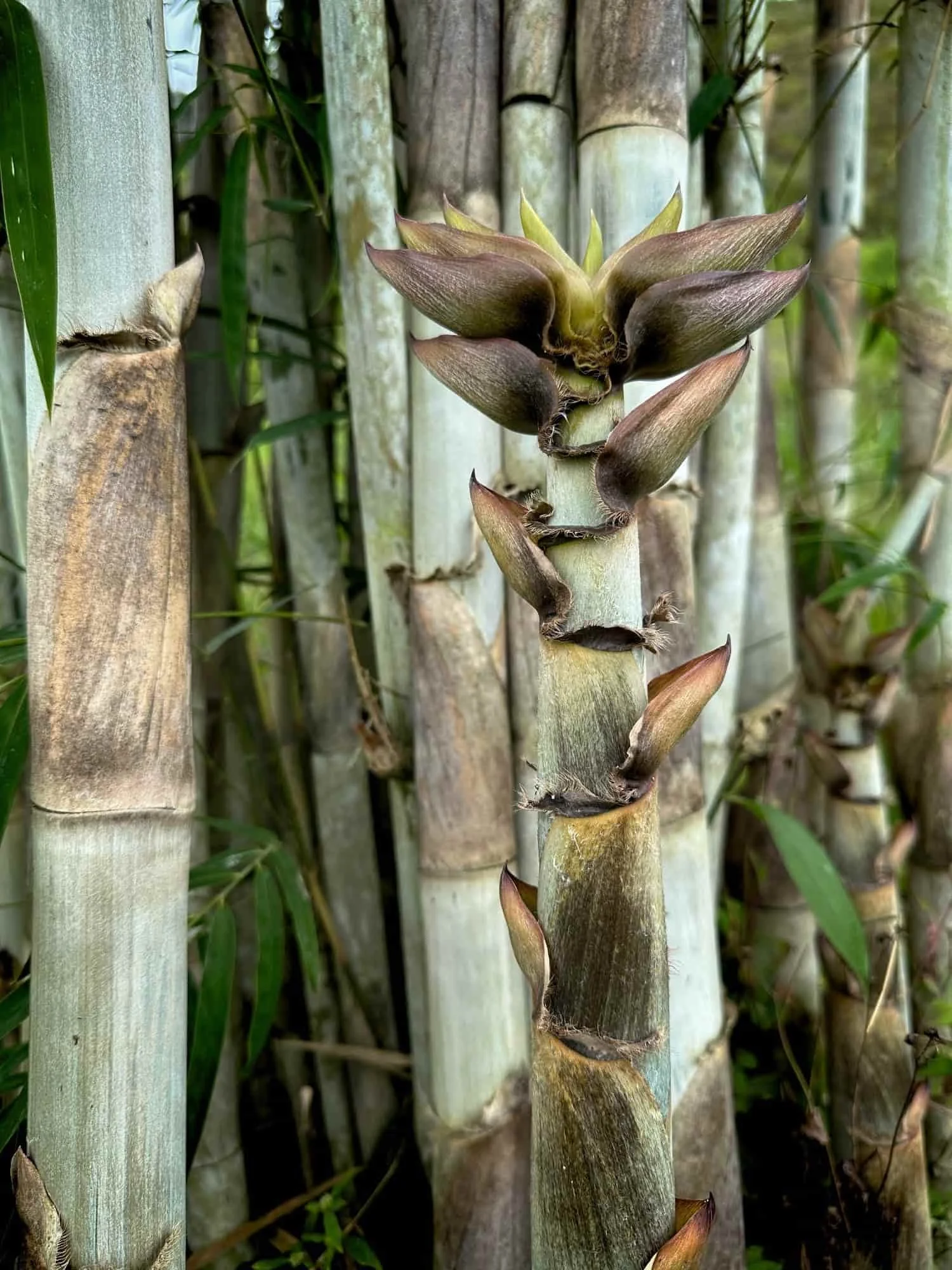 Plantas de Guadua angustifolia (Bambú Guadua)