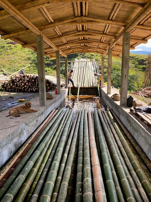 Cañas de Bambú Guadua Inmunizada