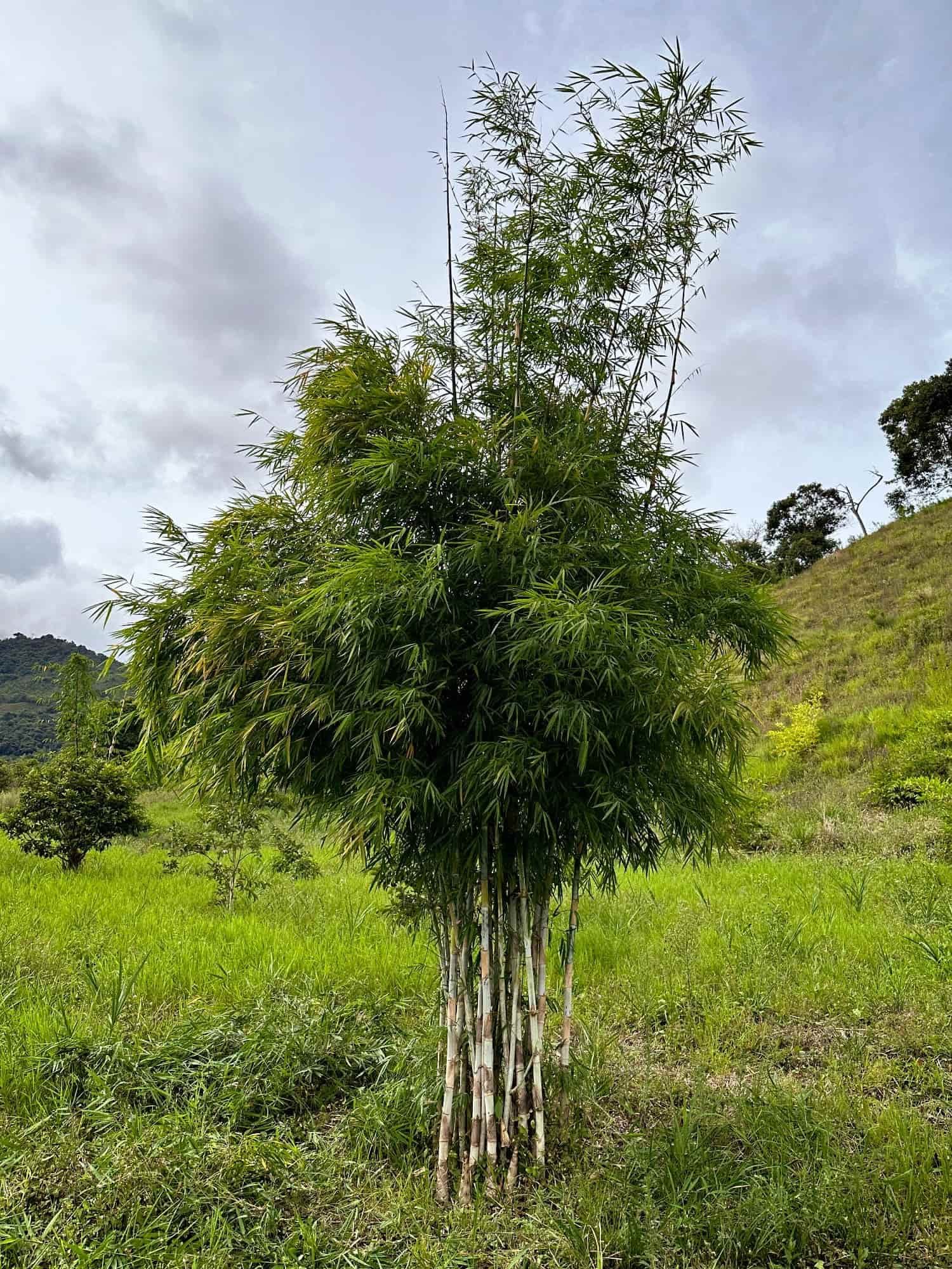 Plantas de Guadua angustifolia (Bambú Guadua)