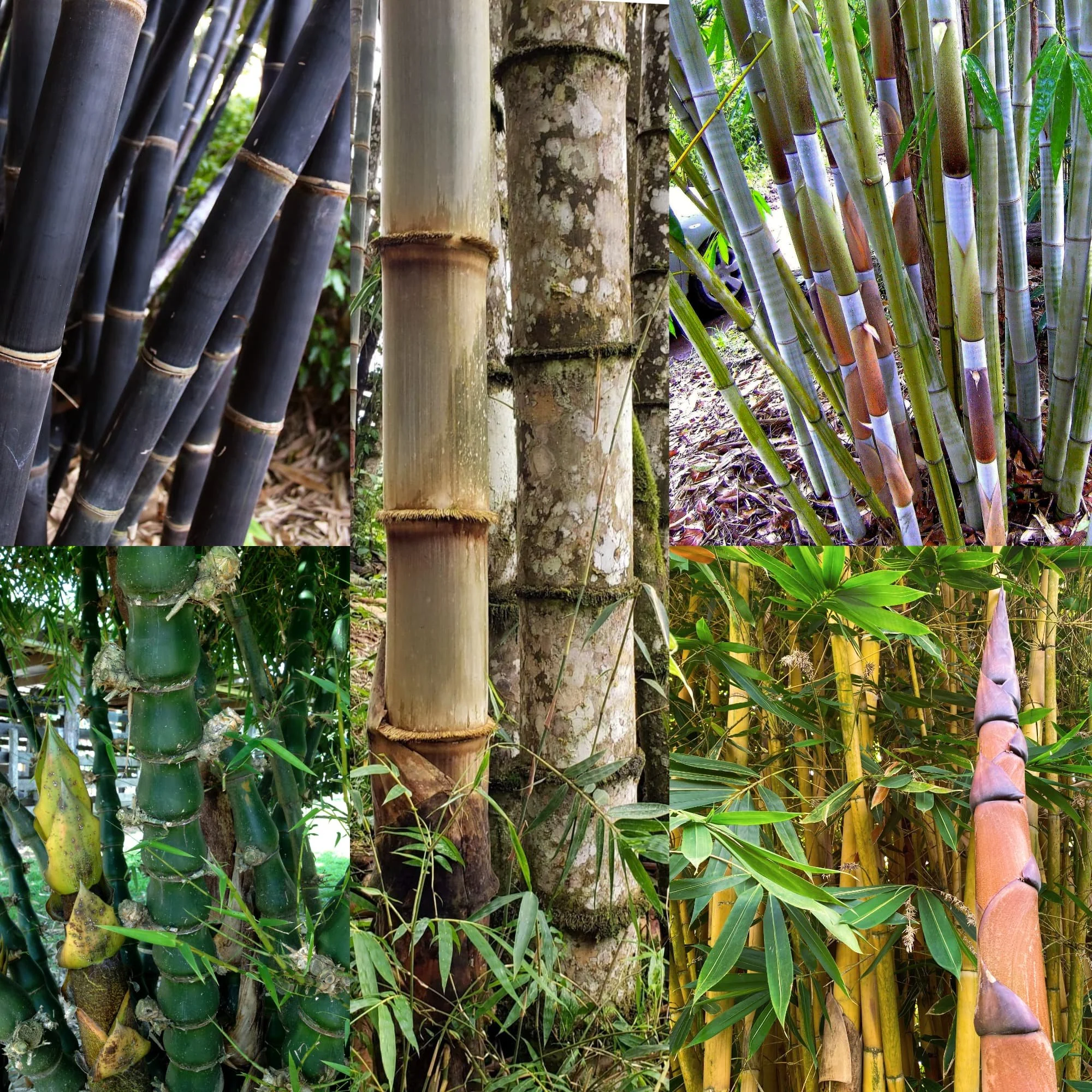 Guadua Bamboo SAS - Expertos en el Bambú más Fuerte del Mundo