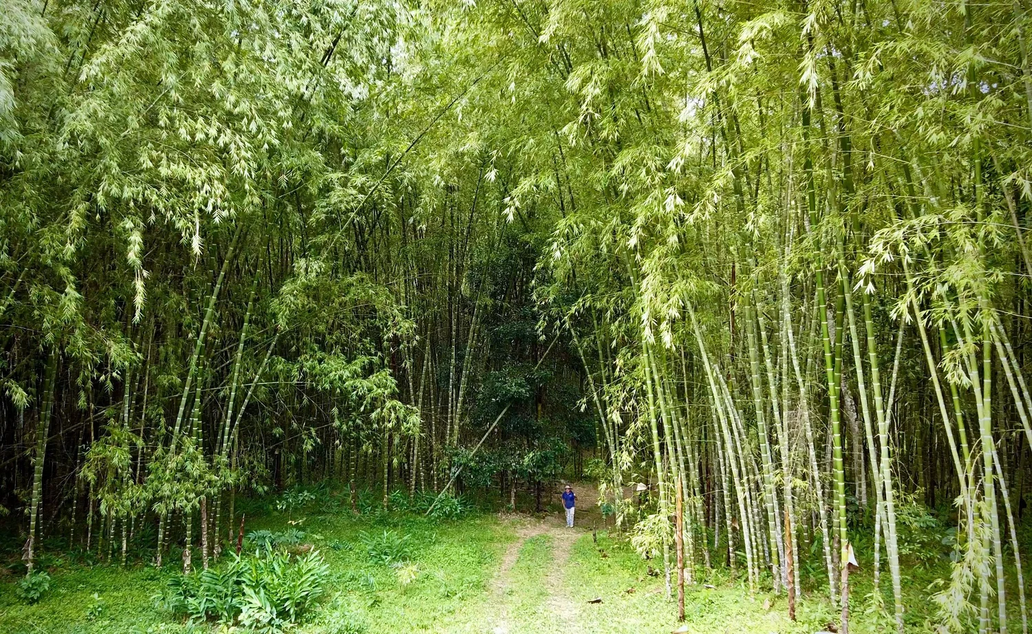 Sobre la Empresa Guadua Bamboo SAS