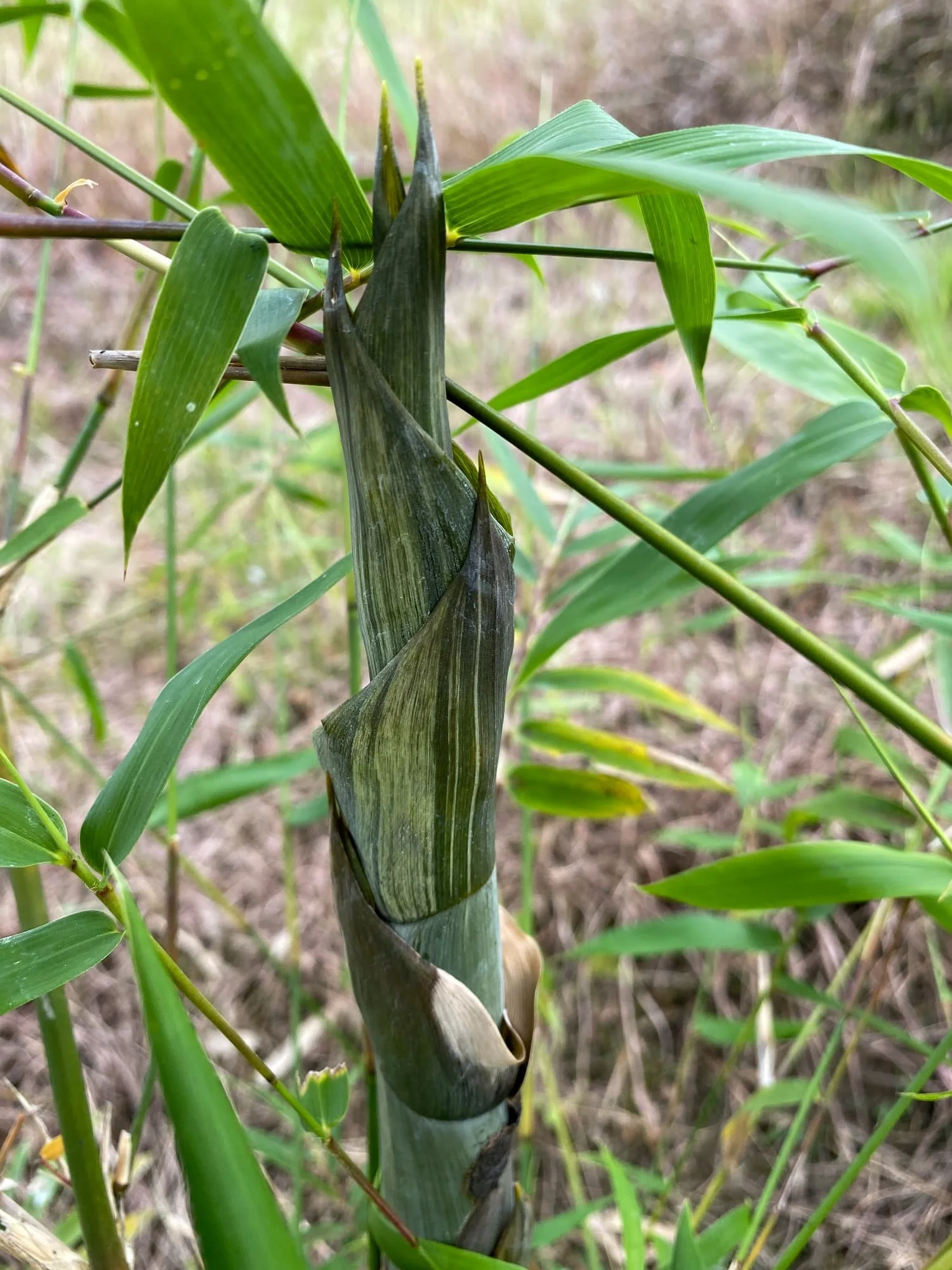 Plantas de Phyllostachys aurea (Bambú Dorado - Guaduilla)