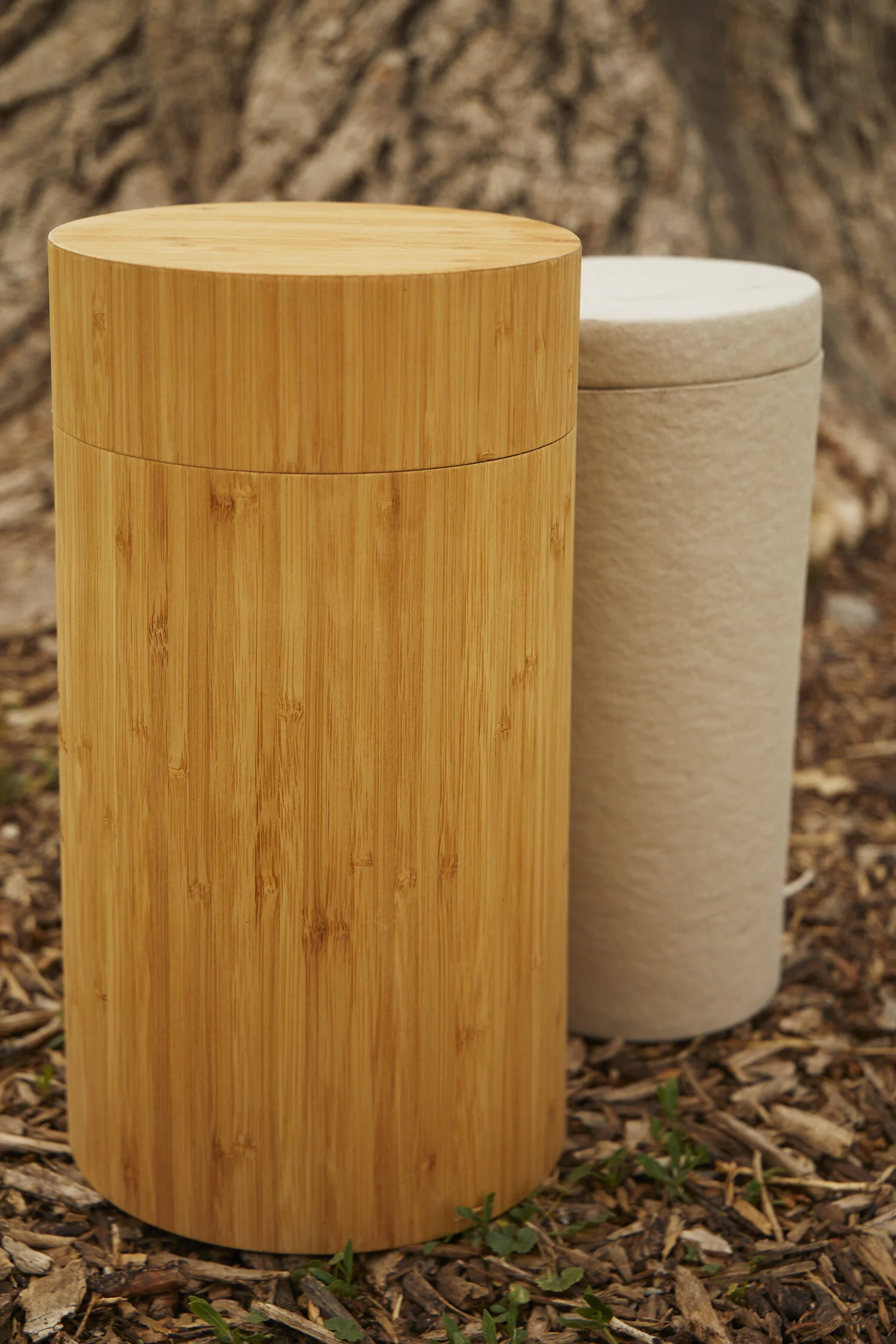 Cremation Memorial Trees in Colorado