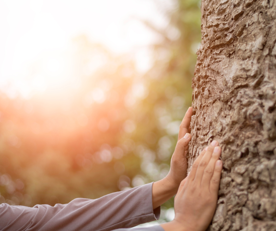 Upcoming Events at Be a Tree Cremation in Denver, CO