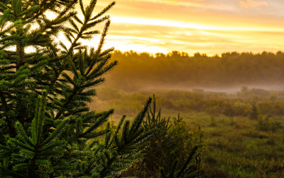 Be a Tree Cremation Denver, CO - Green Cremation in Colorado