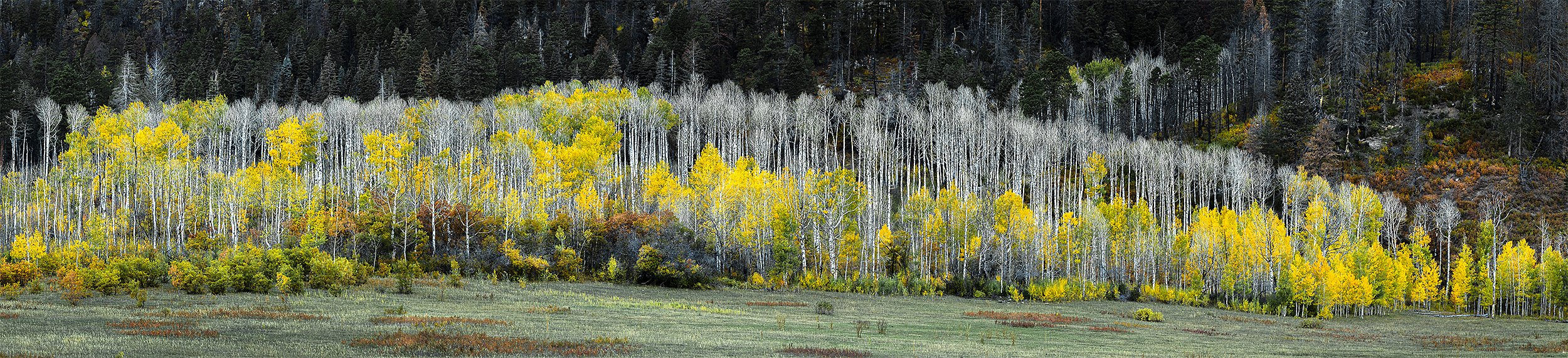 Member Exhibition 2021 — Vietnamese Photographic Society of California