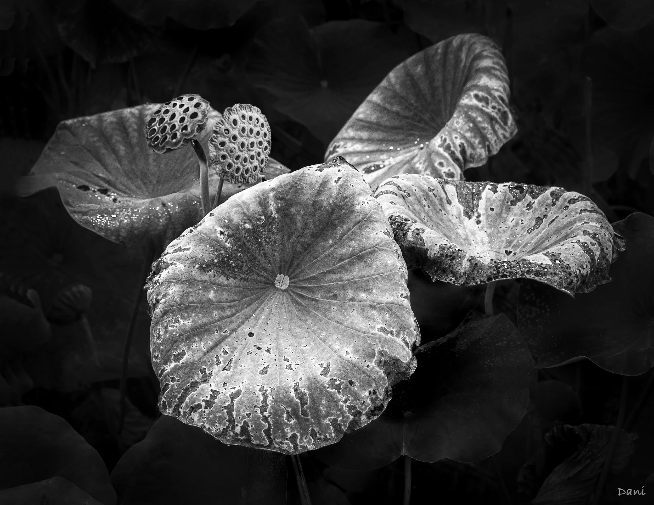 Member Exhibition 2021 — Vietnamese Photographic Society of California