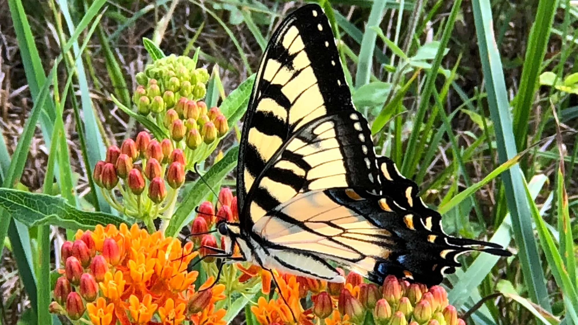 Indiana Land Protection Alliance (ILPA)