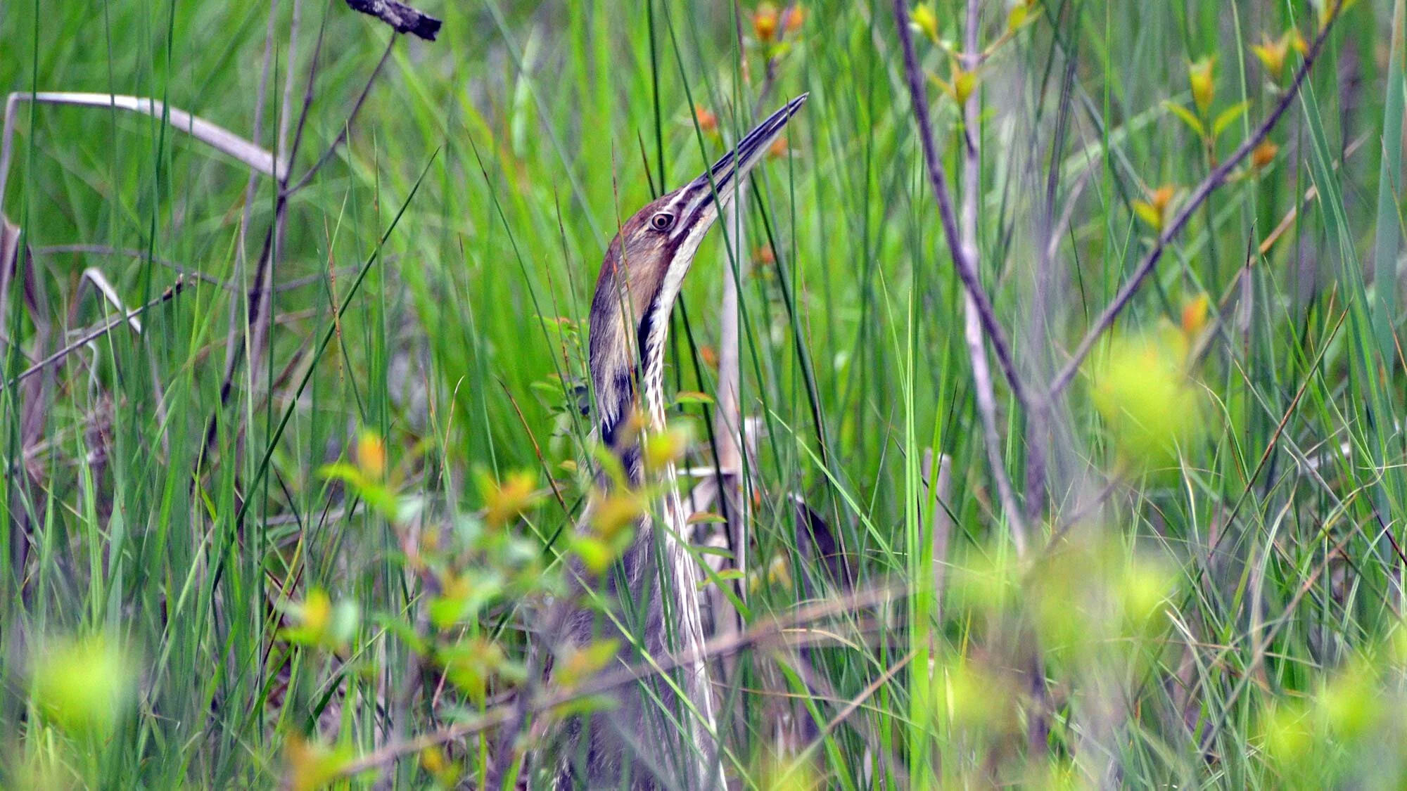 Indiana Land Protection Alliance (ILPA)
