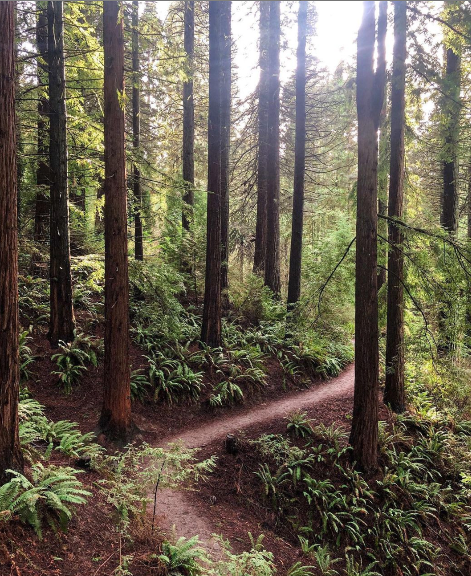 Hiking trails and Walking spots in and around Portland, Oregon — Lily ...