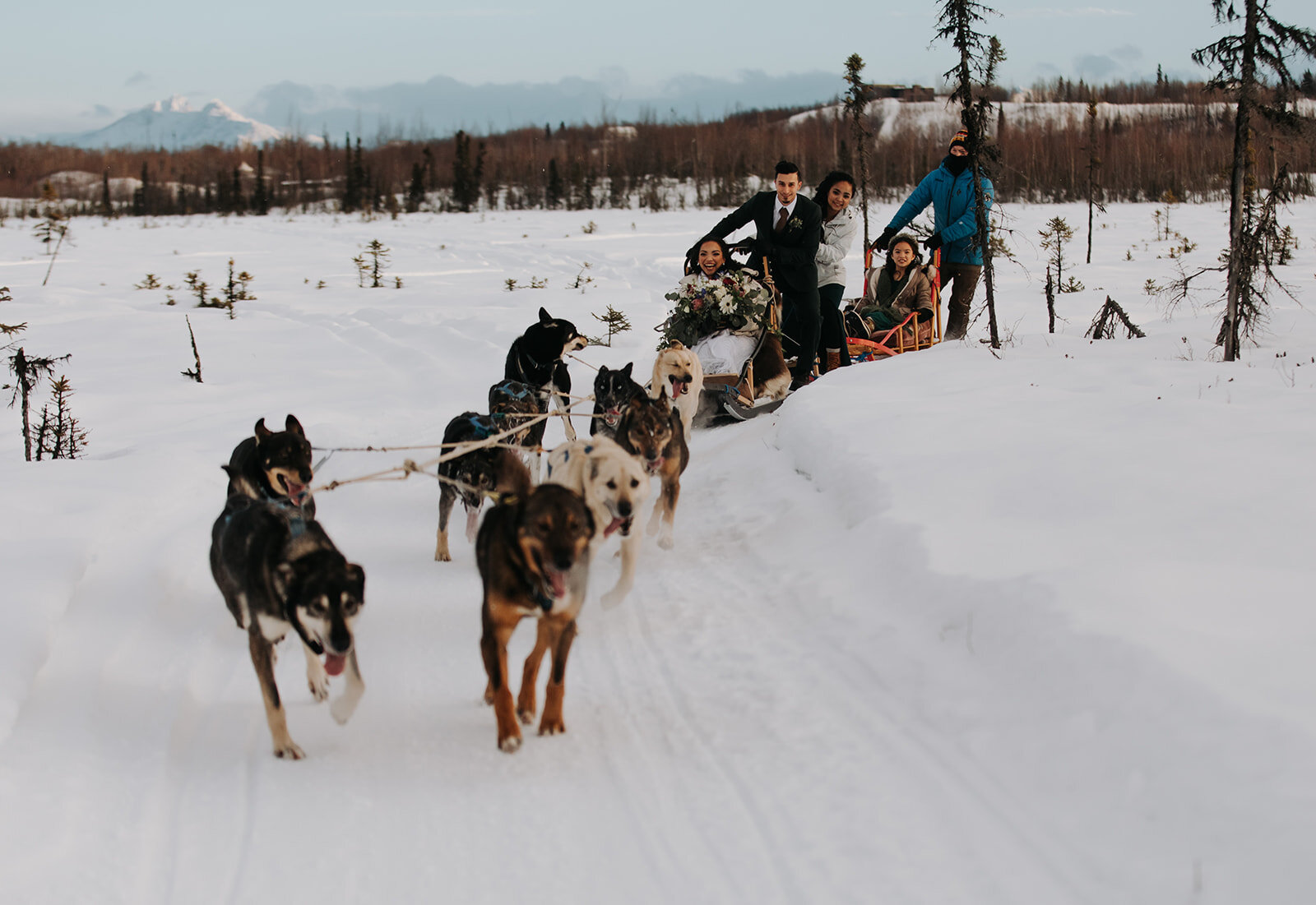 Alaska Dog Mushing Elopement Package With Real Sled Dogs