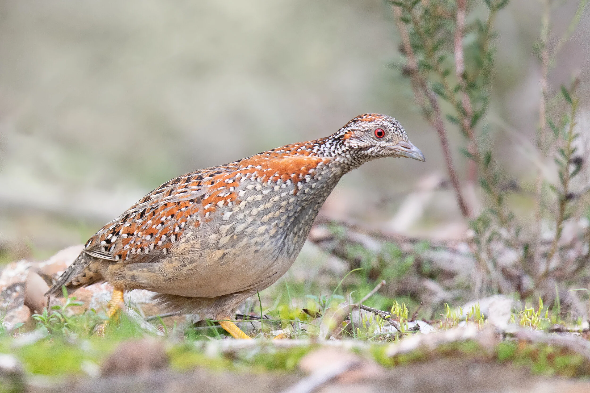 Avid Birdwatcher And Photographer Ambika Bone Discusses Her Lifetime ...