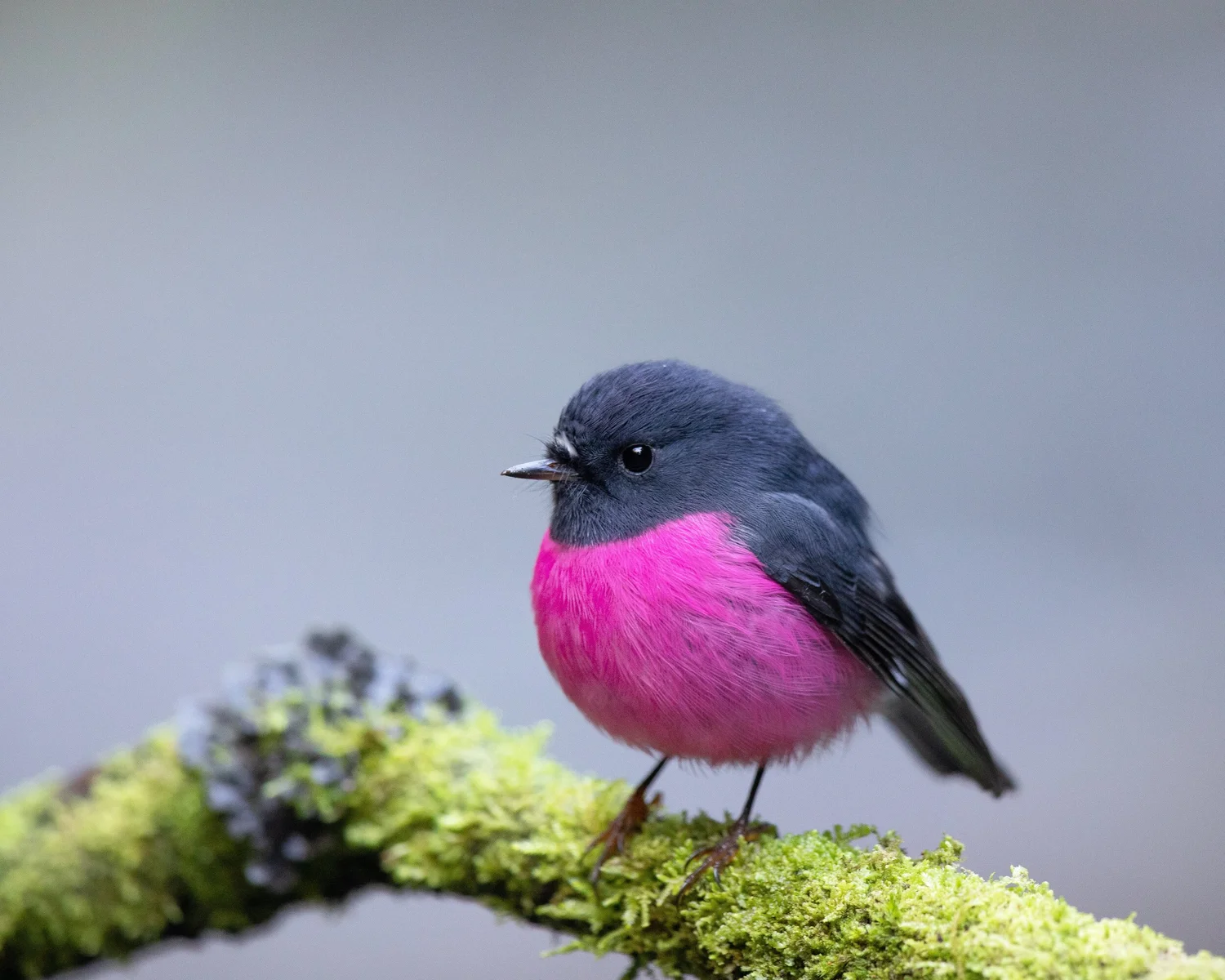 Avid Birdwatcher And Photographer Ambika Bone Discusses Her Lifetime ...