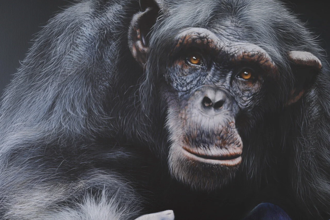 Australian Based Realistic Acrylic Wildlife Artist Carla Grace - Art ...