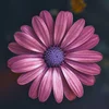 Nature Photographer Esther (@Esthers_Eyes) On Macro Photography ...
