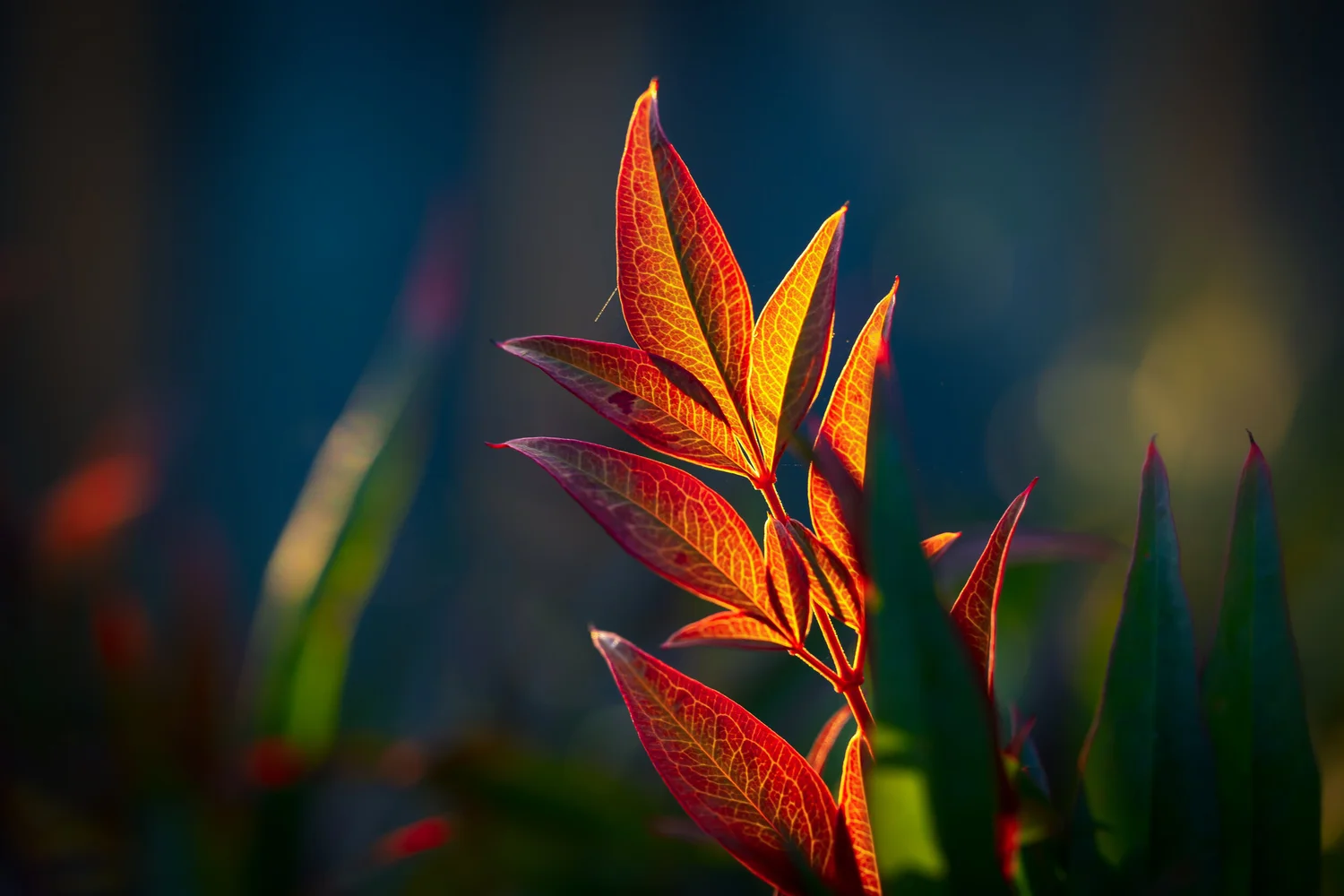 Nature Photographer Esther (@Esthers_Eyes) On Macro Photography ...