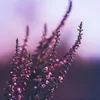 Nature Photographer Esther (@Esthers_Eyes) On Macro Photography ...