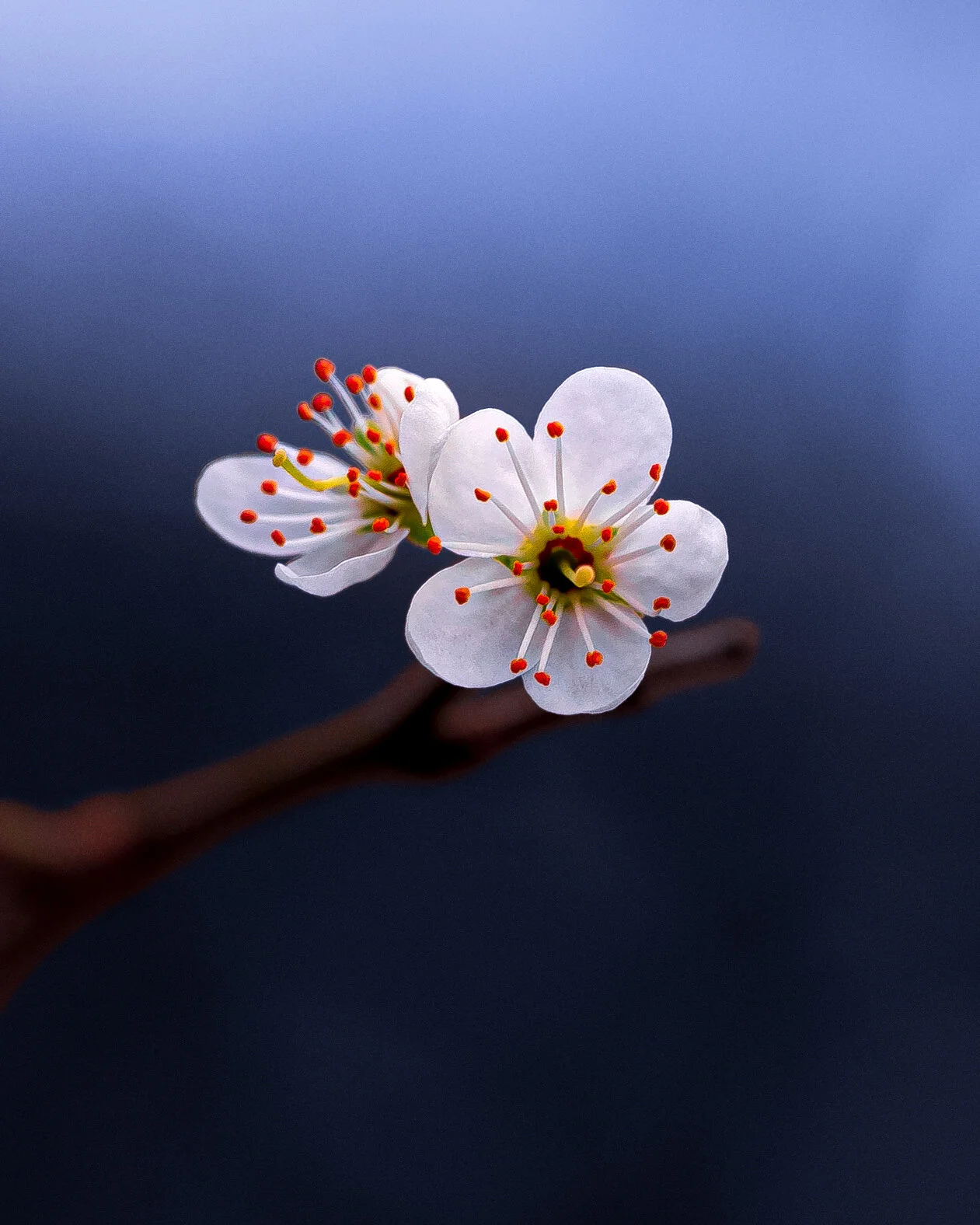 Nature Photographer Esther (@Esthers_Eyes) On Macro Photography ...
