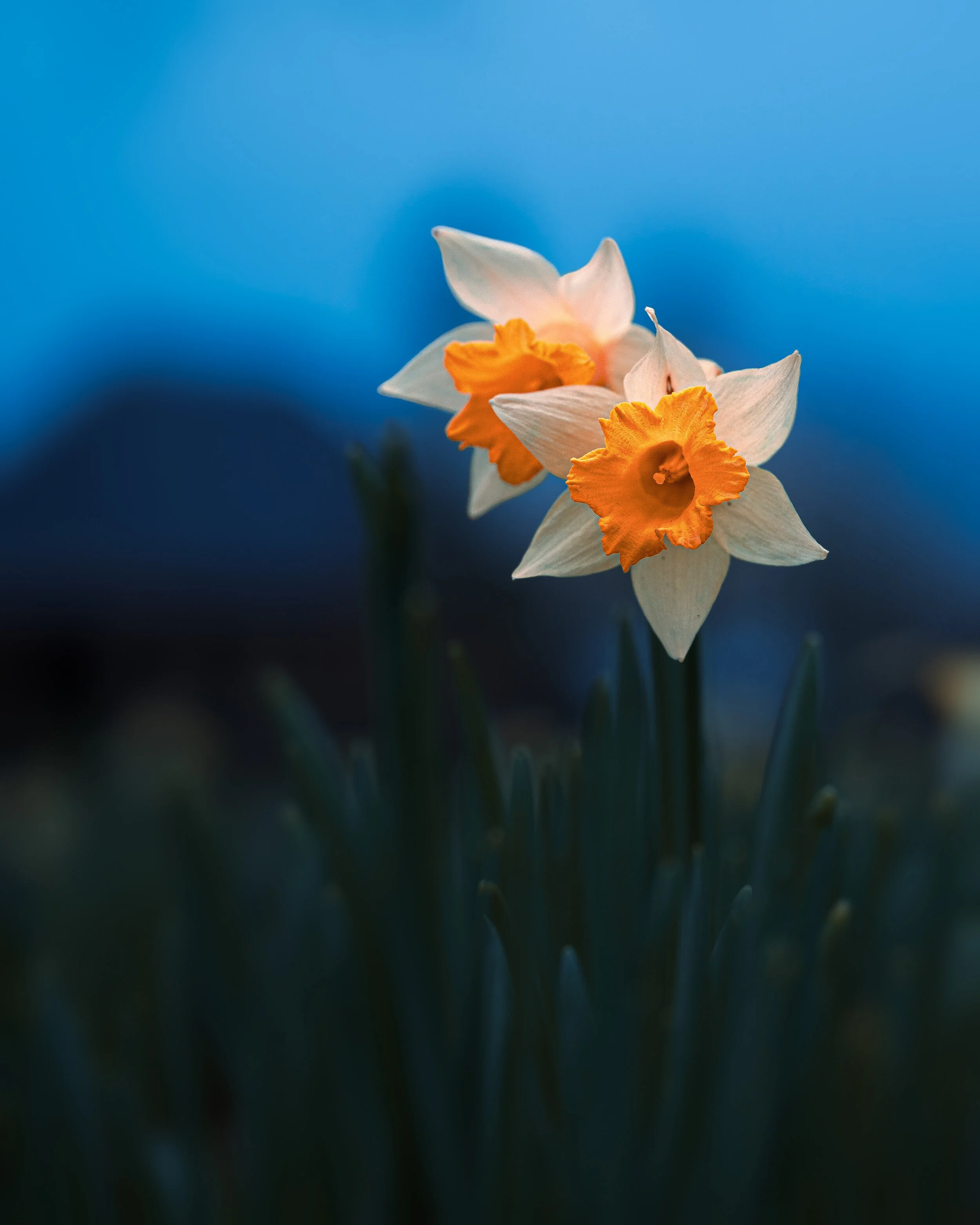 Nature Photographer Esther (@Esthers_Eyes) On Macro Photography ...