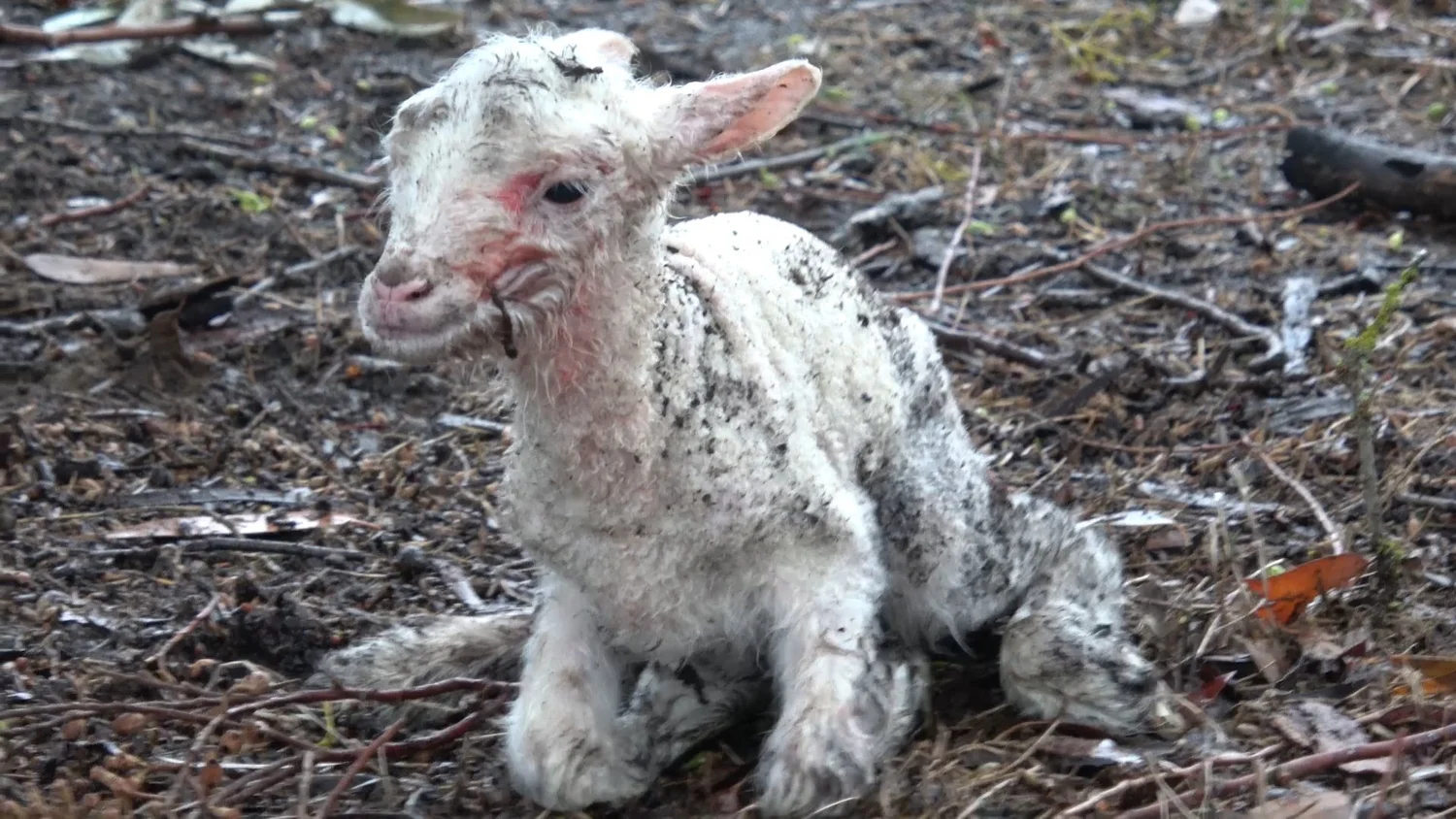 lambing — willow & claude
