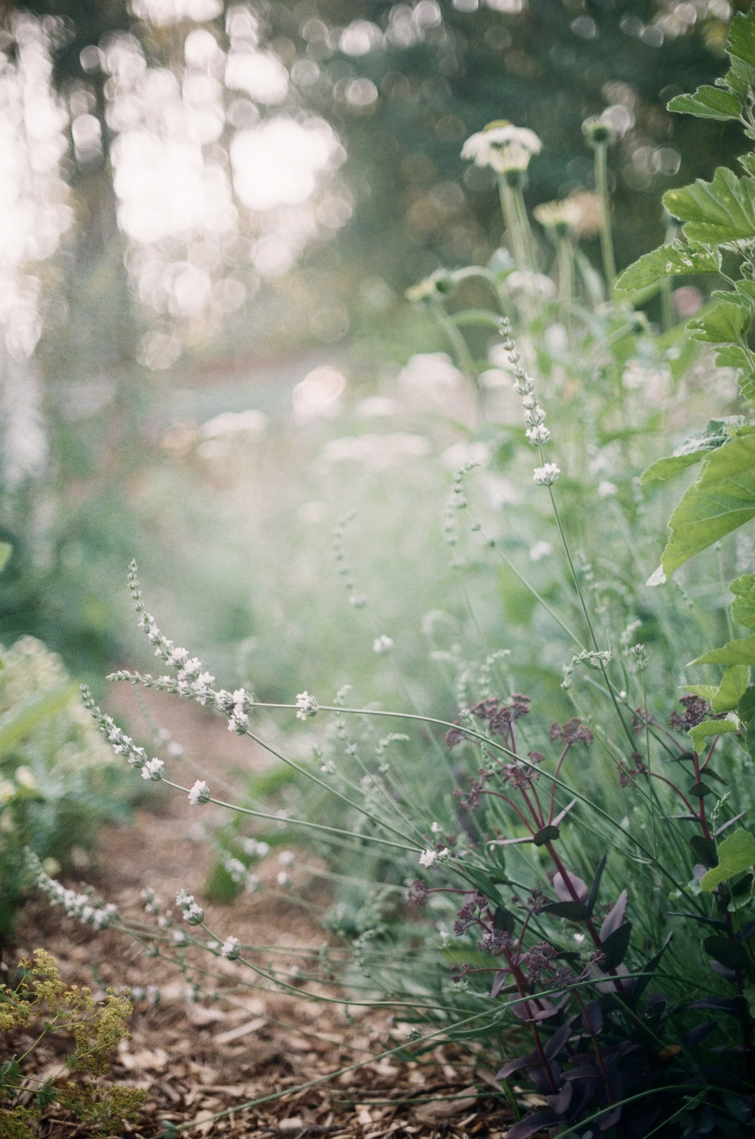 Meadow Wren Flower Farm