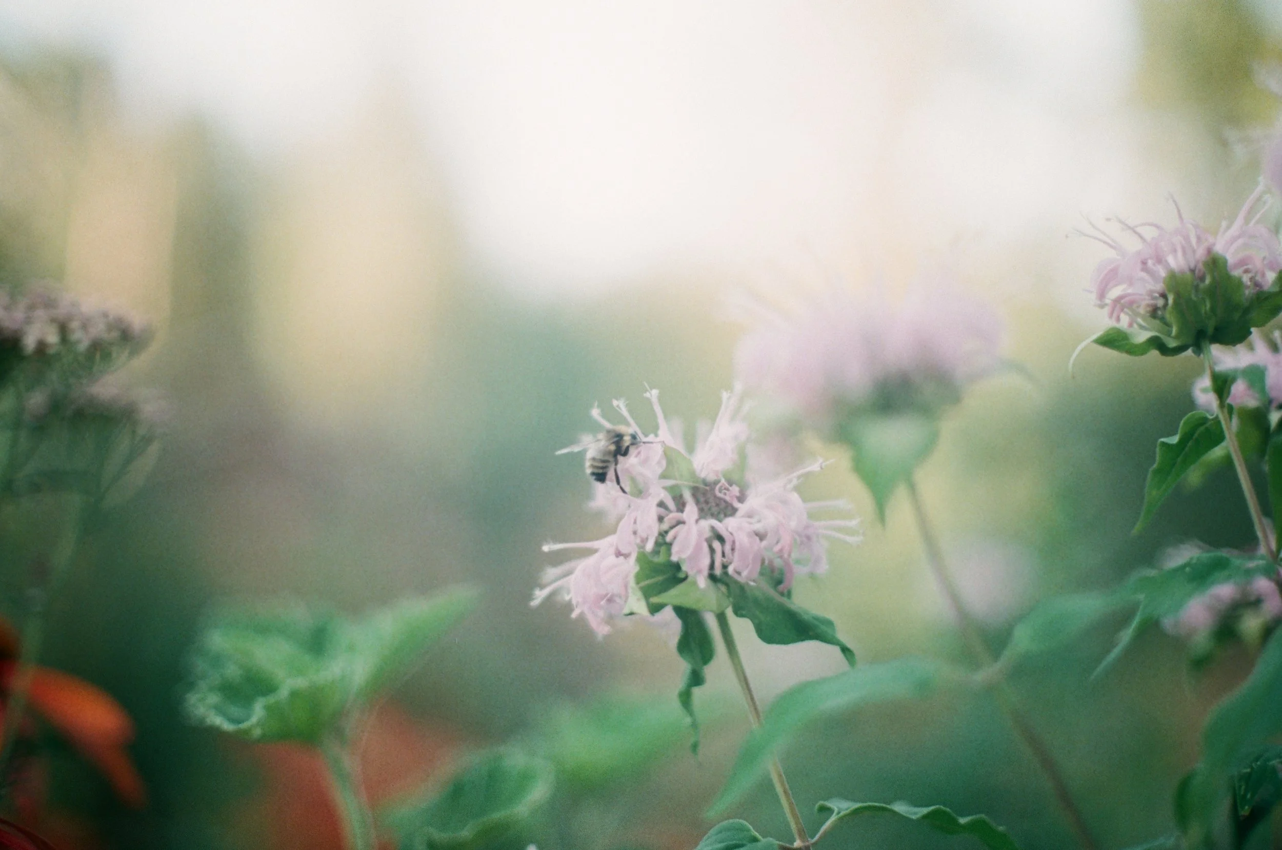 Meadow Wren Flower Farm