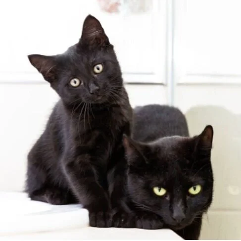 Adopt A Pet | Rescue An Animal — SAFE Perth