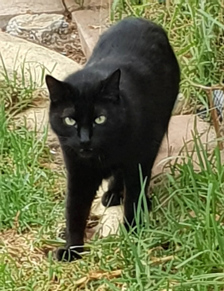 Cats — Adopt — SAFE Perth