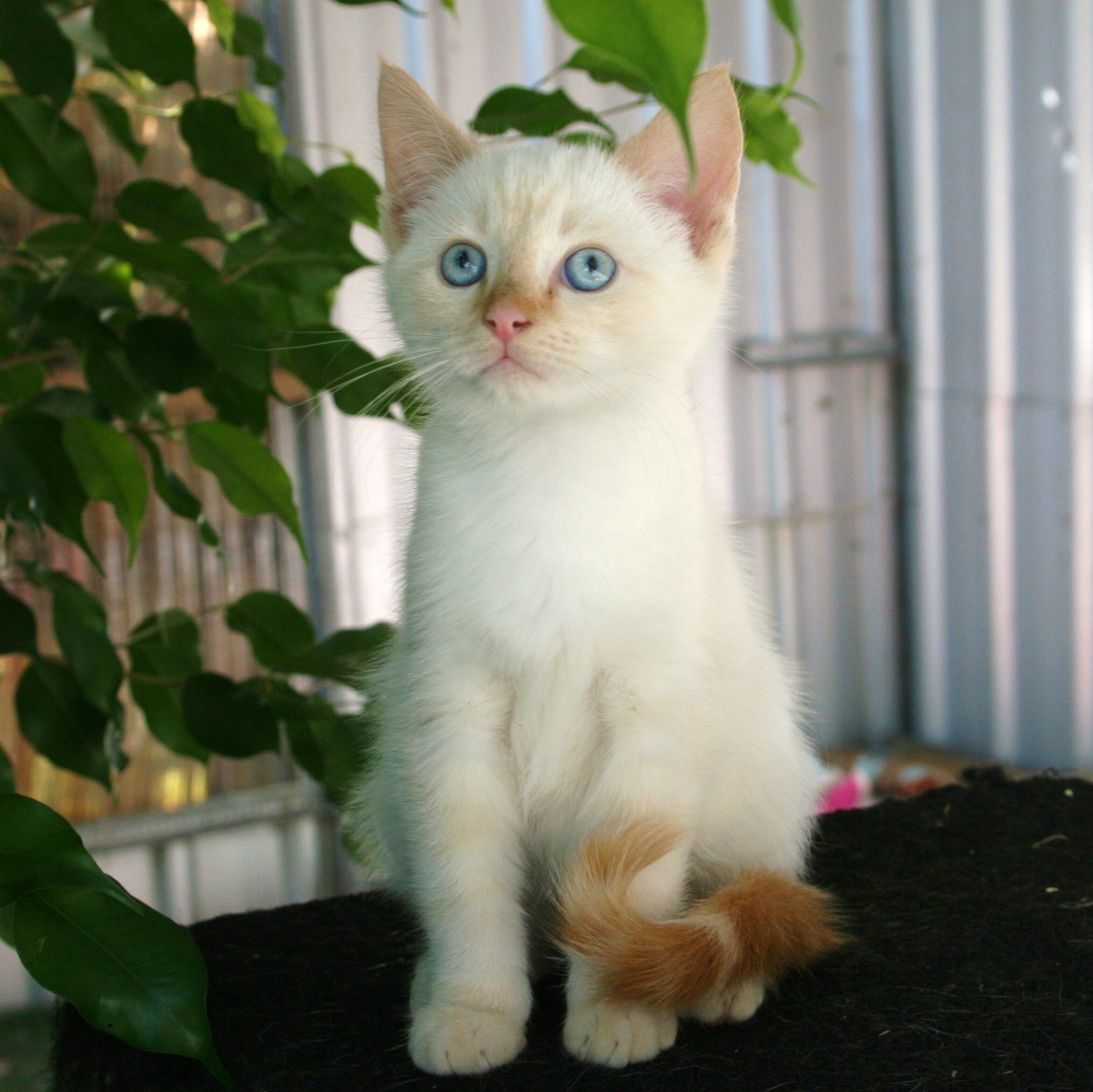 SAFE Perth | Matching Great Pets With Great People