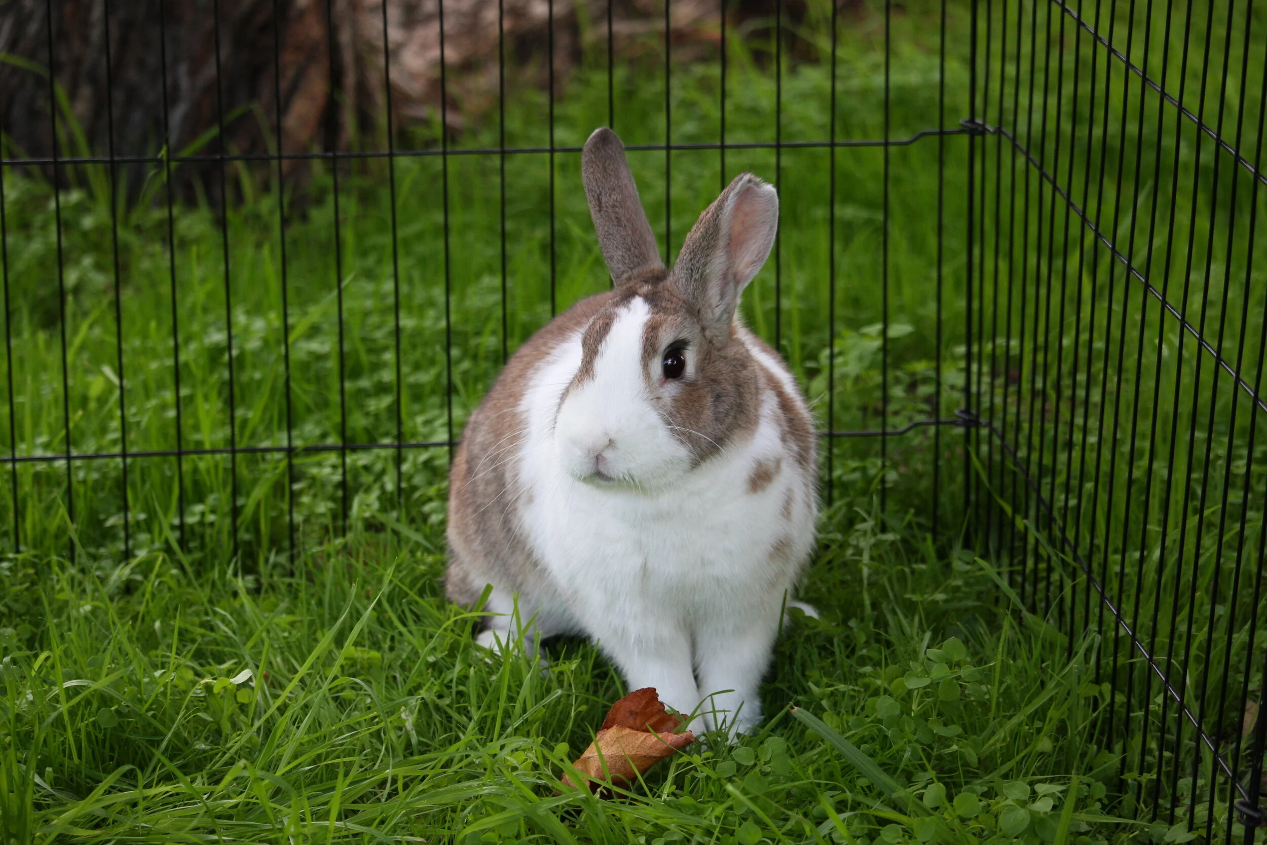 Adopt A Pet | Rescue An Animal — SAFE Perth