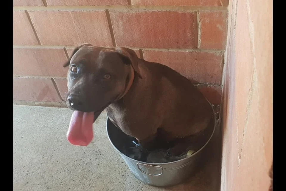 Adopt A Pet | Rescue An Animal — SAFE Perth