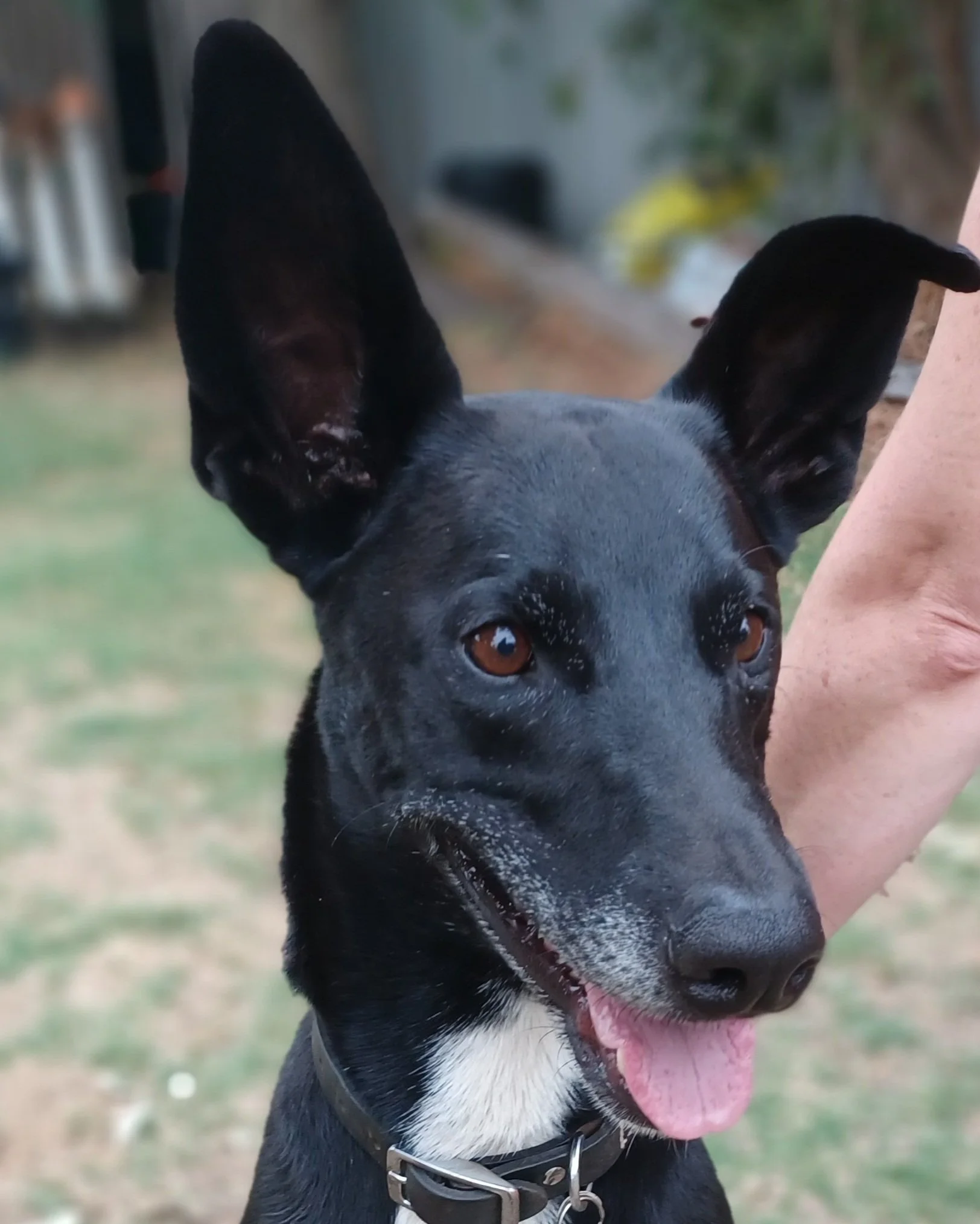 Adopt A Pet | Rescue An Animal — SAFE Perth