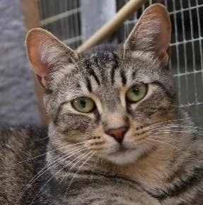 Adopt A Pet | Rescue An Animal — SAFE Perth