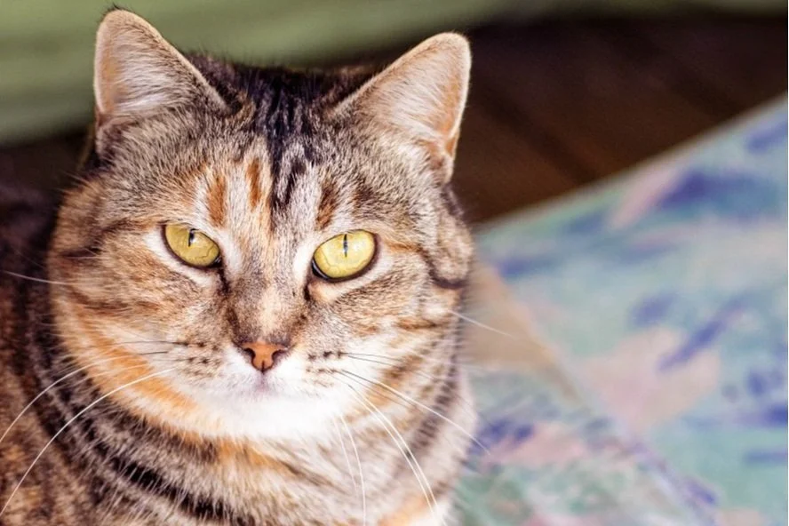 Cats — Adopt — SAFE Perth