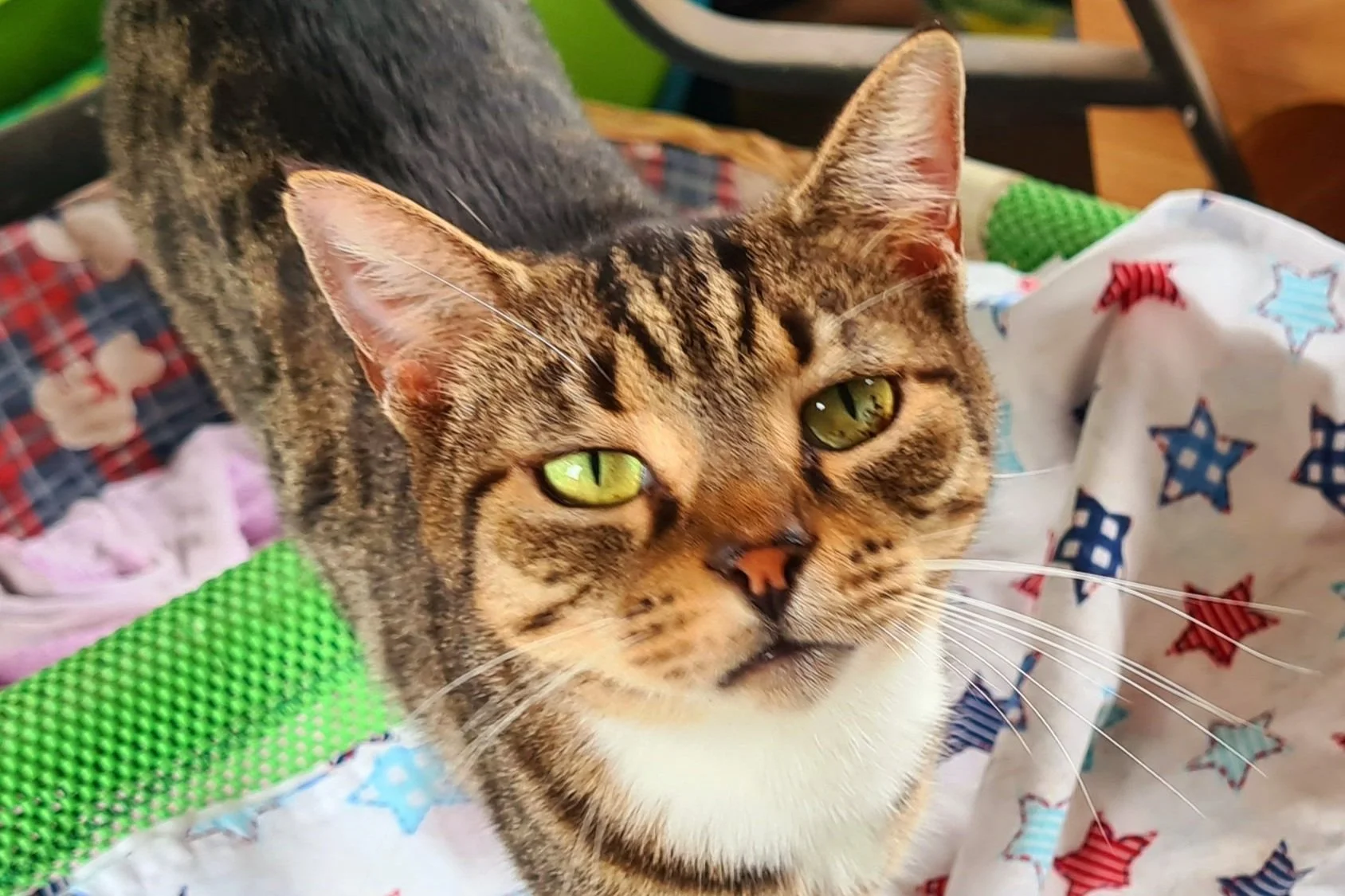 Adopt A Pet | Rescue An Animal — SAFE Perth