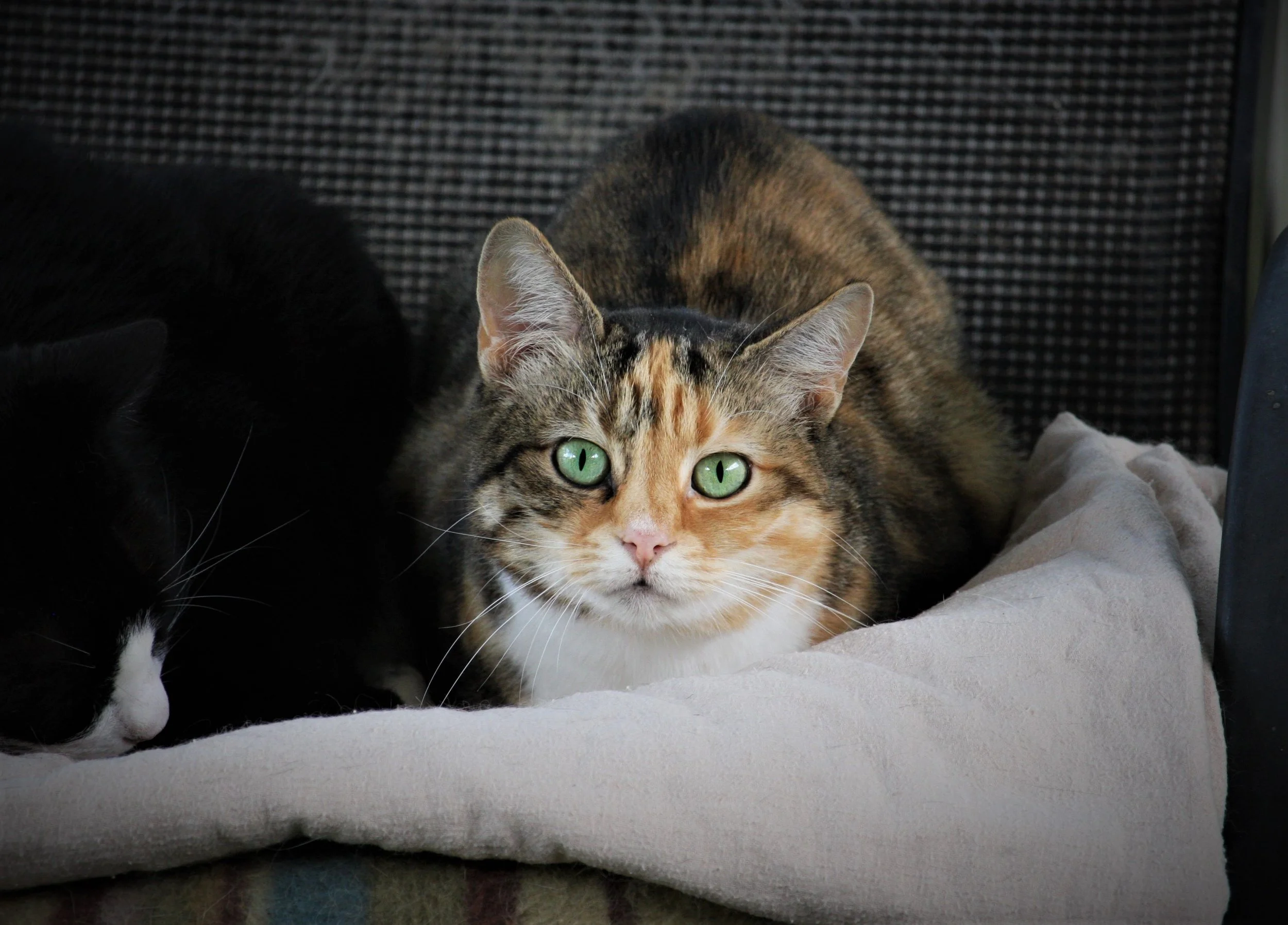 Adopt A Pet | Rescue An Animal — SAFE Perth