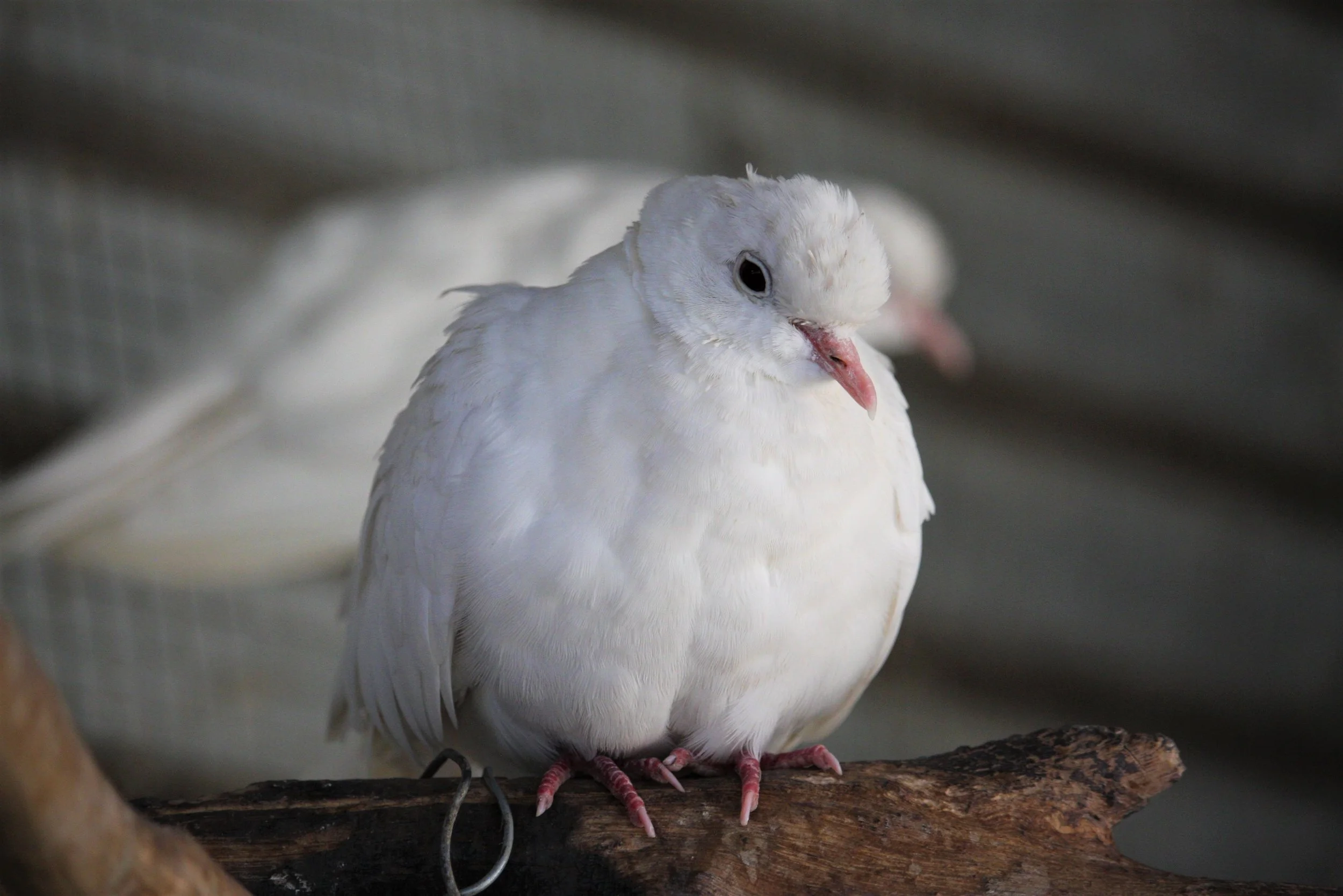 White Dove Bird
