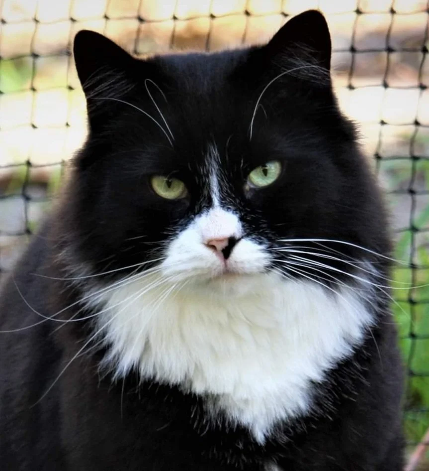 Cats — Adopt — SAFE Perth