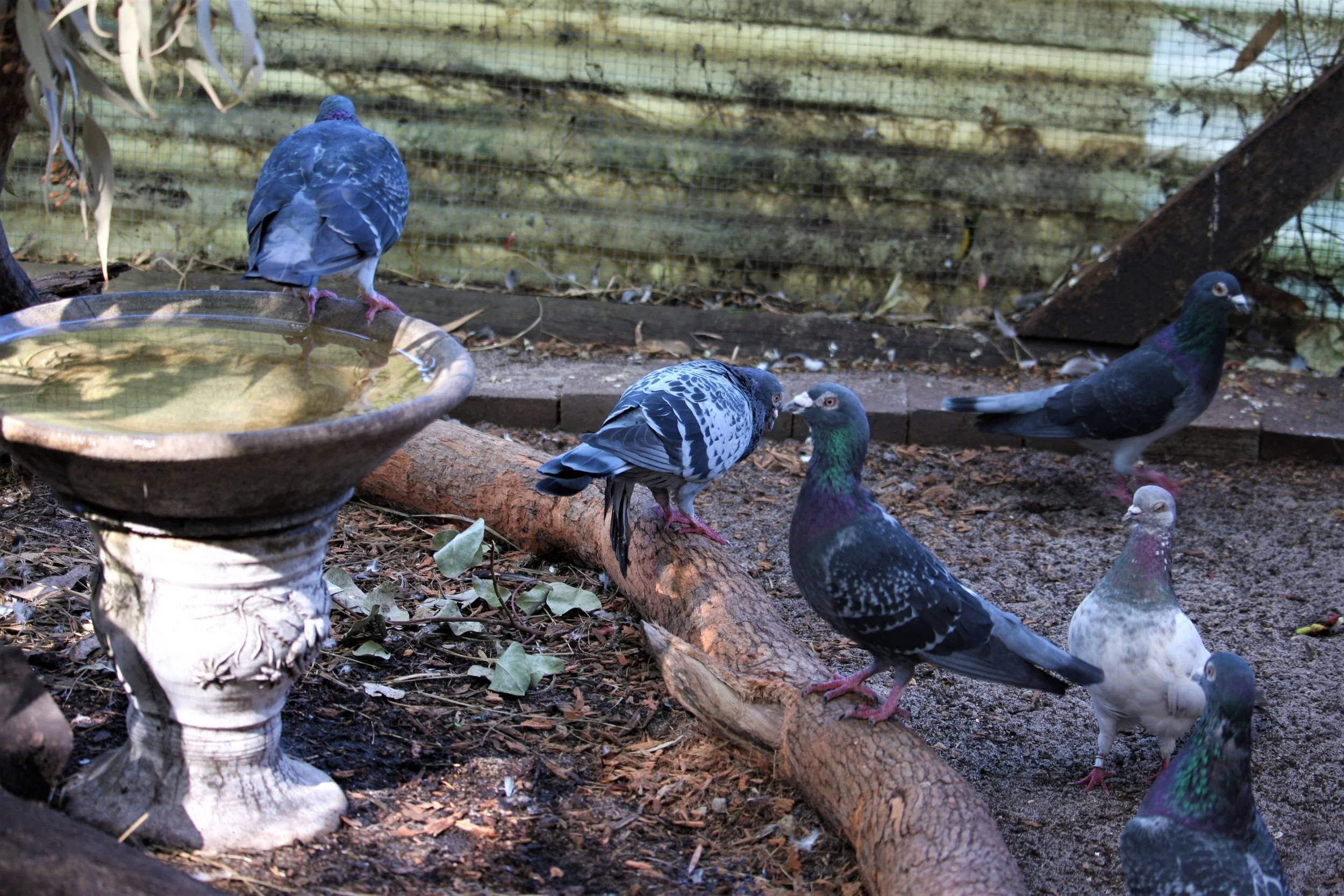 Adopt A Pet | Rescue An Animal — SAFE Perth