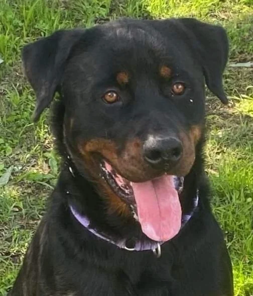 Adopt A Pet | Rescue An Animal — SAFE Perth