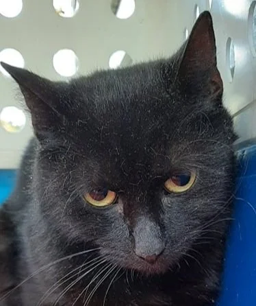 Adopt A Pet | Rescue An Animal — SAFE Perth