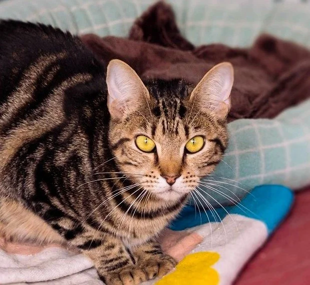 Adopt A Pet | Rescue An Animal — SAFE Perth