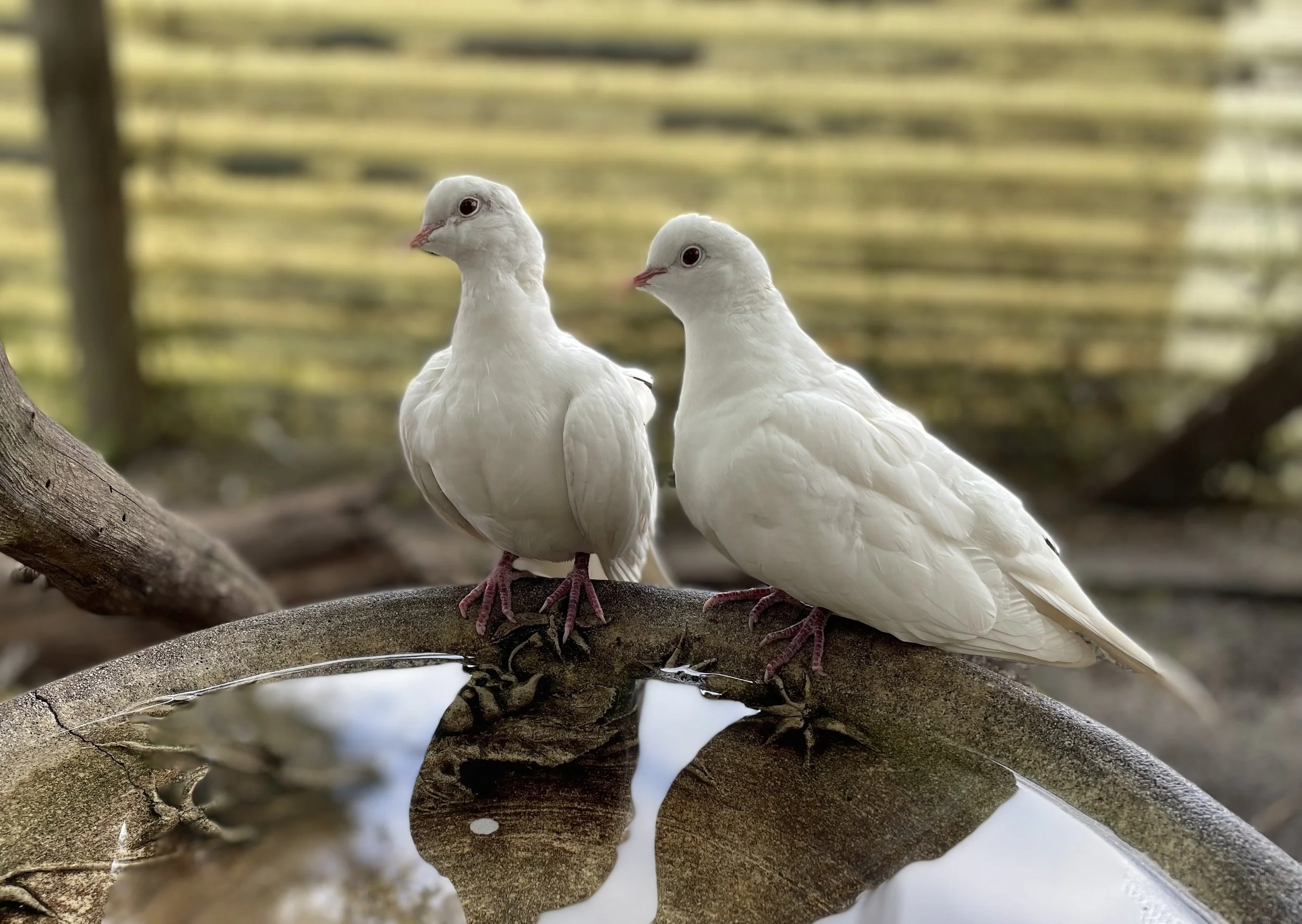 White Dove Sitting