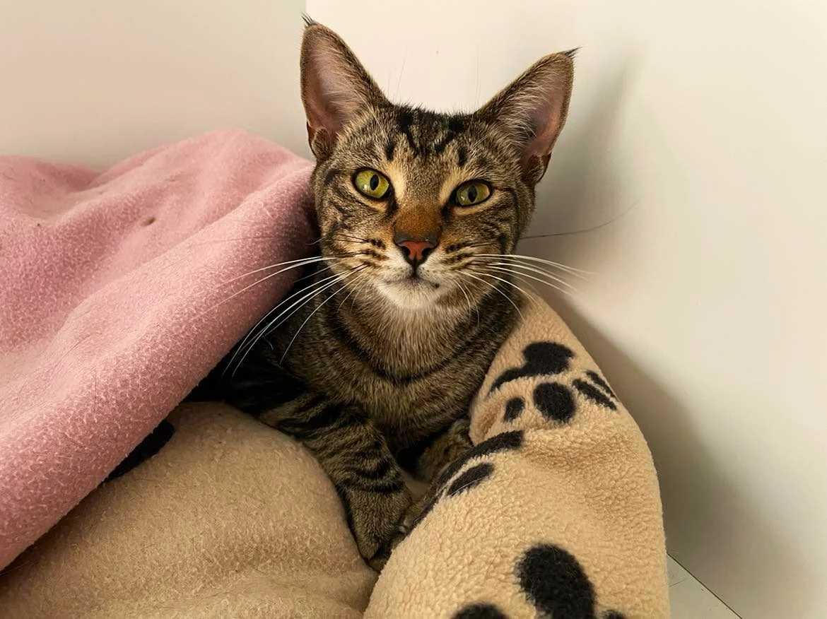 Adopt A Pet | Rescue An Animal — SAFE Perth