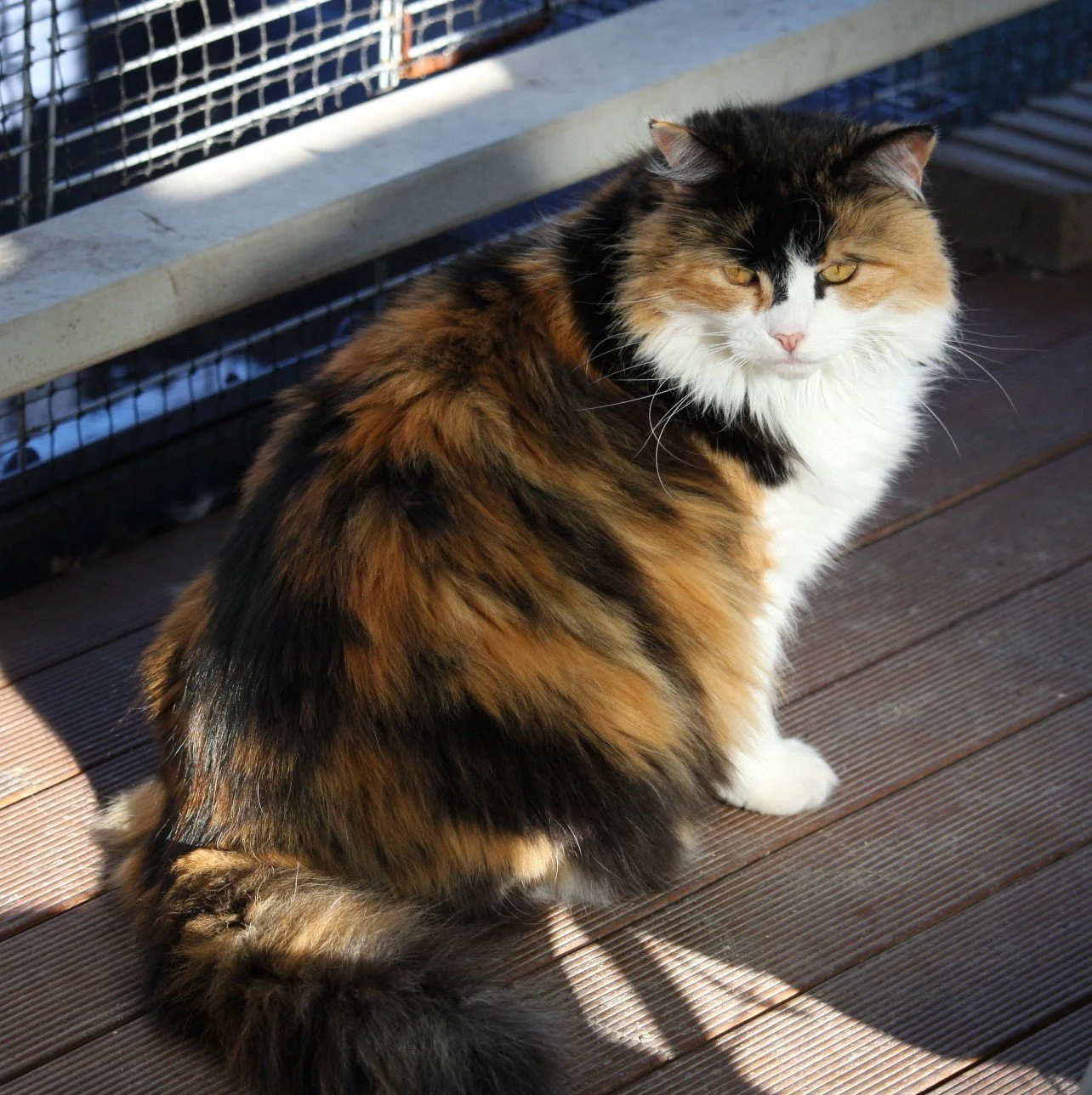 Adopt A Pet | Rescue An Animal — SAFE Perth