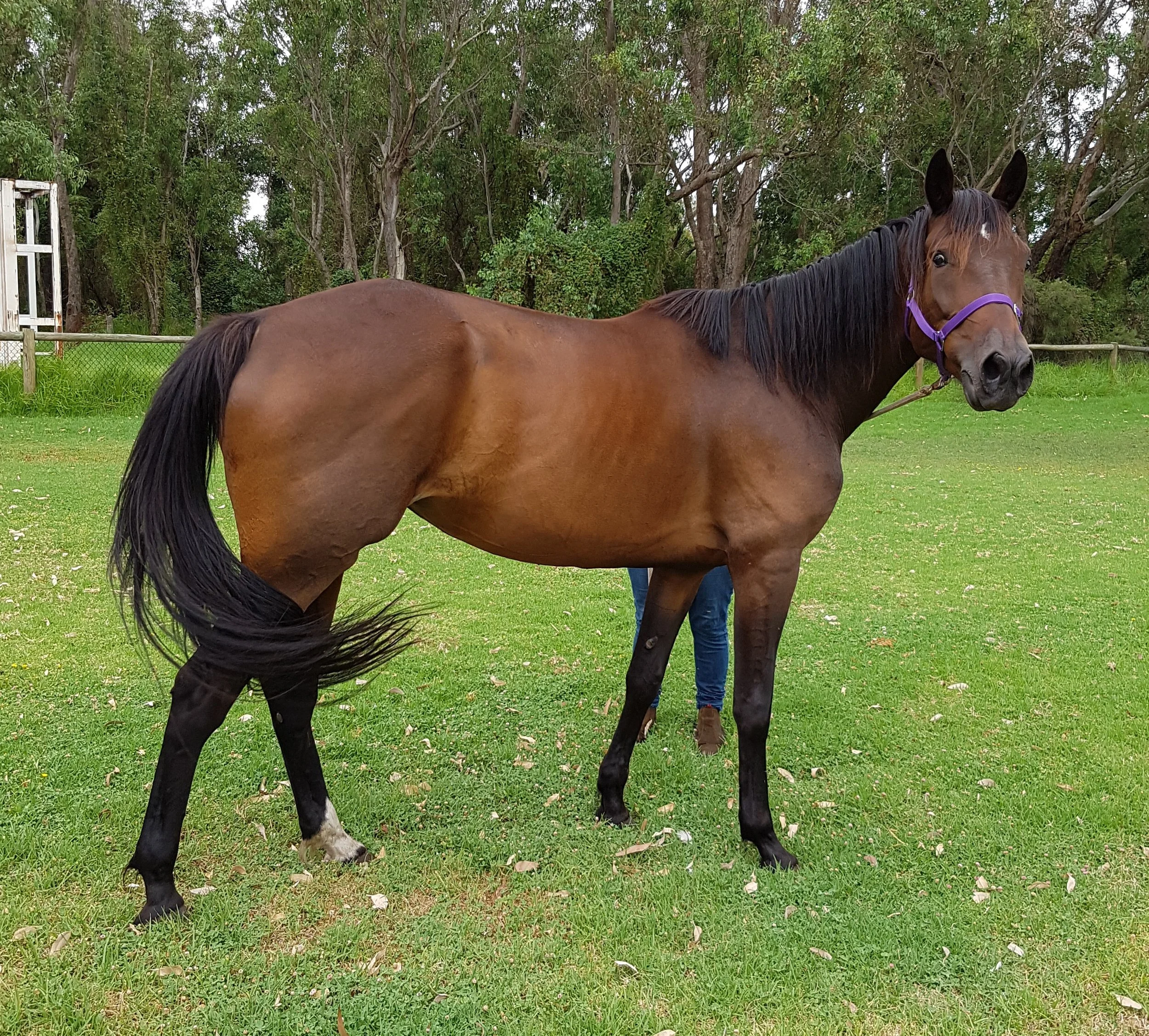 Trish (Companion Horse) — SAFE Perth