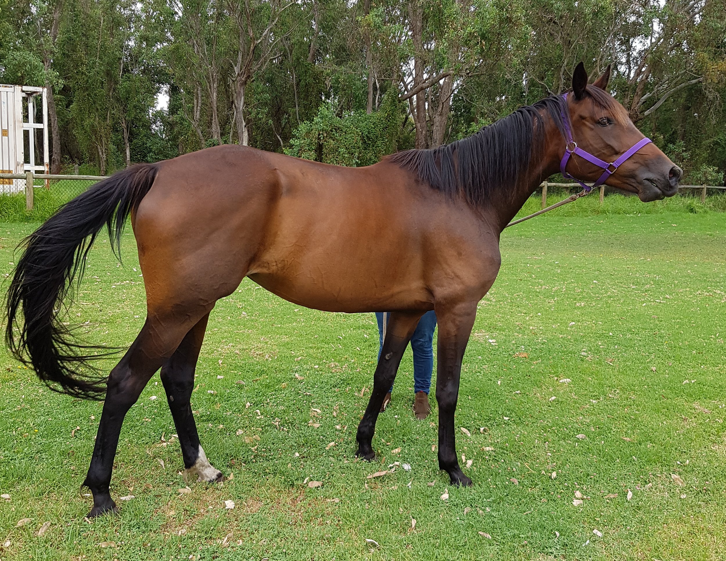 Trish (Companion Horse) — SAFE Perth