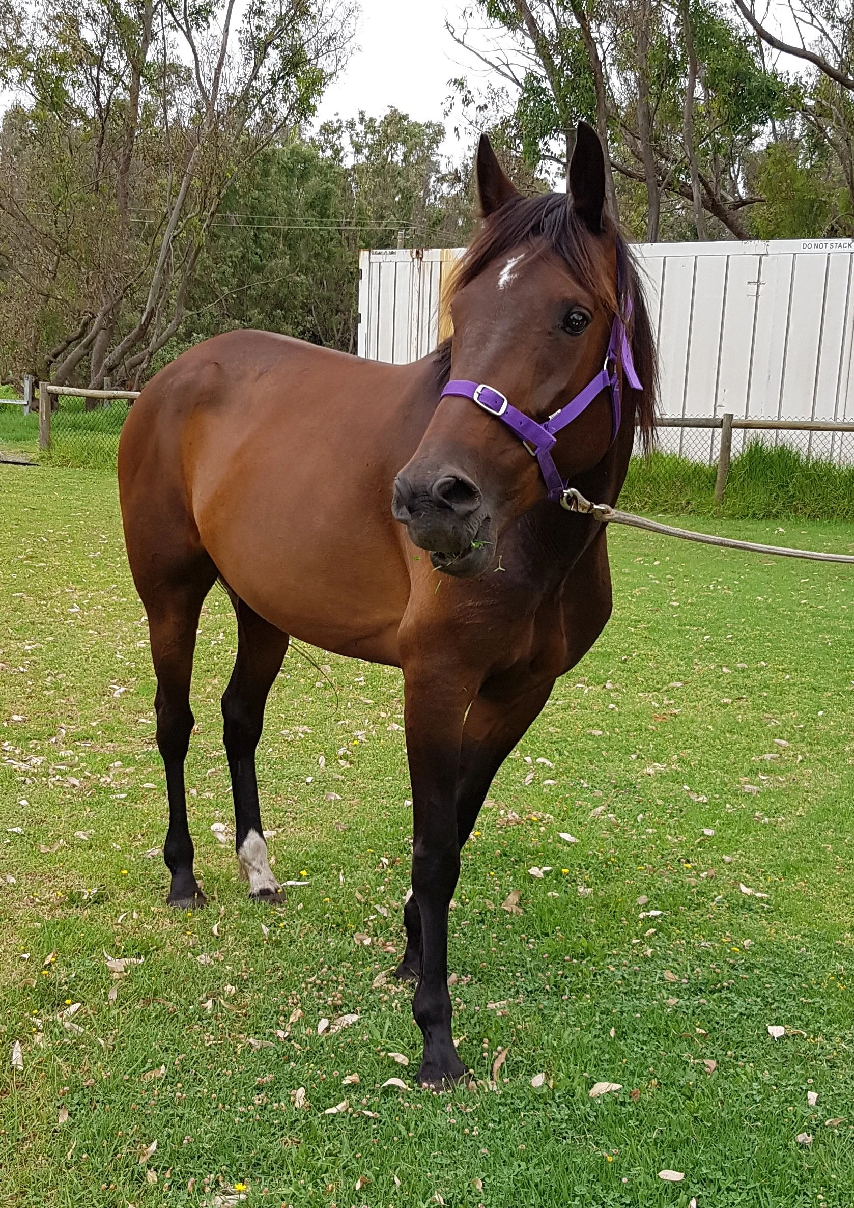 Trish (Companion Horse) — SAFE Perth