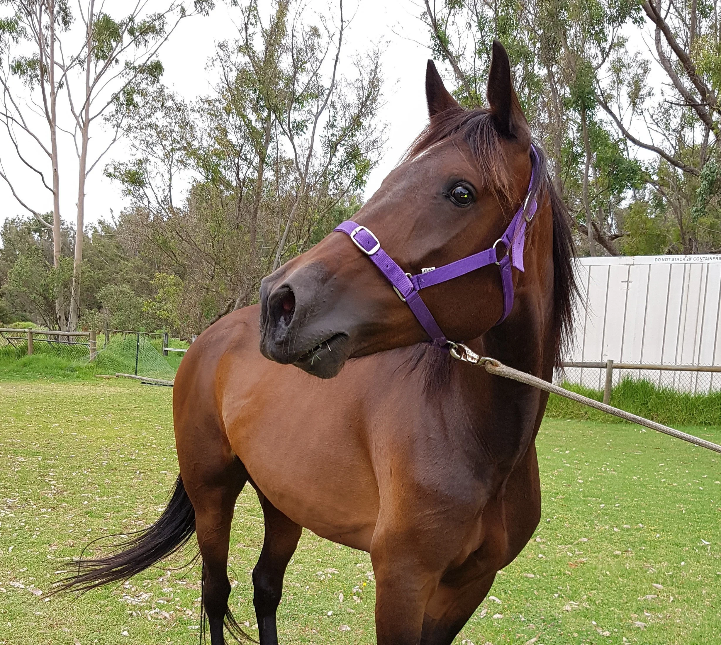 Adopt A Pet | Rescue An Animal — SAFE Perth