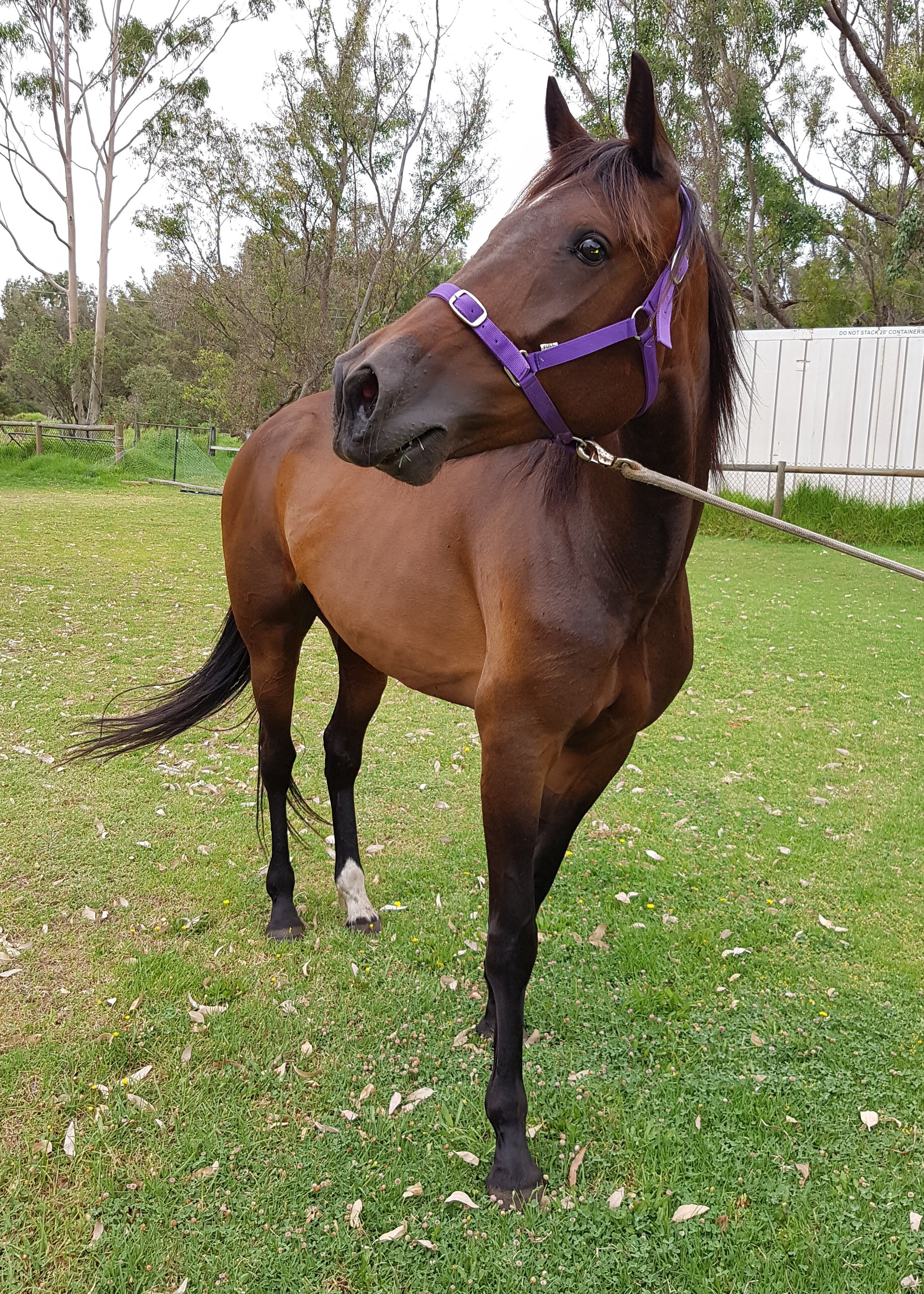 Trish (Companion Horse) — SAFE Perth